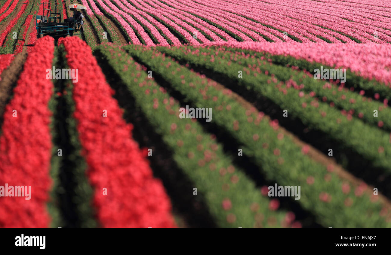 Schwaneberg, Germany. 29th Apr, 2015. A farm hand removes the calyces ...