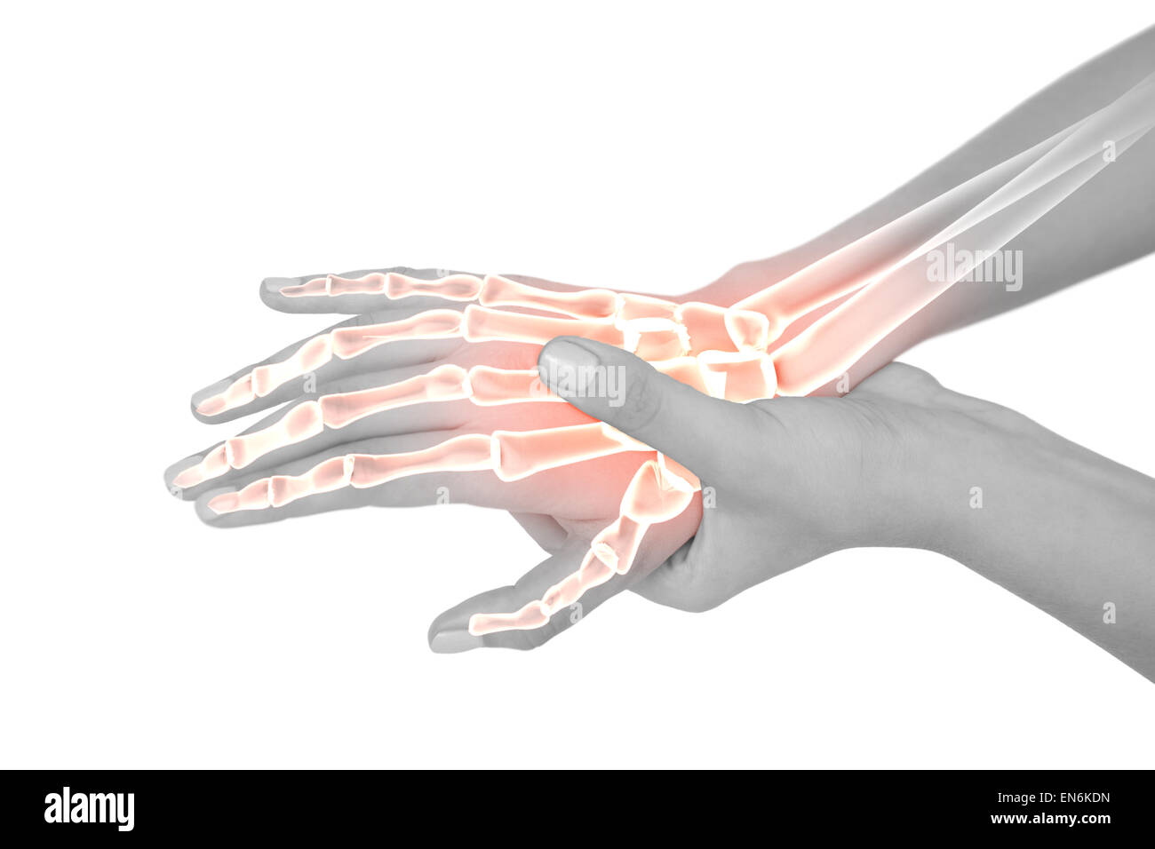 Hand bones Cut Out Stock Images & Pictures - Alamy
