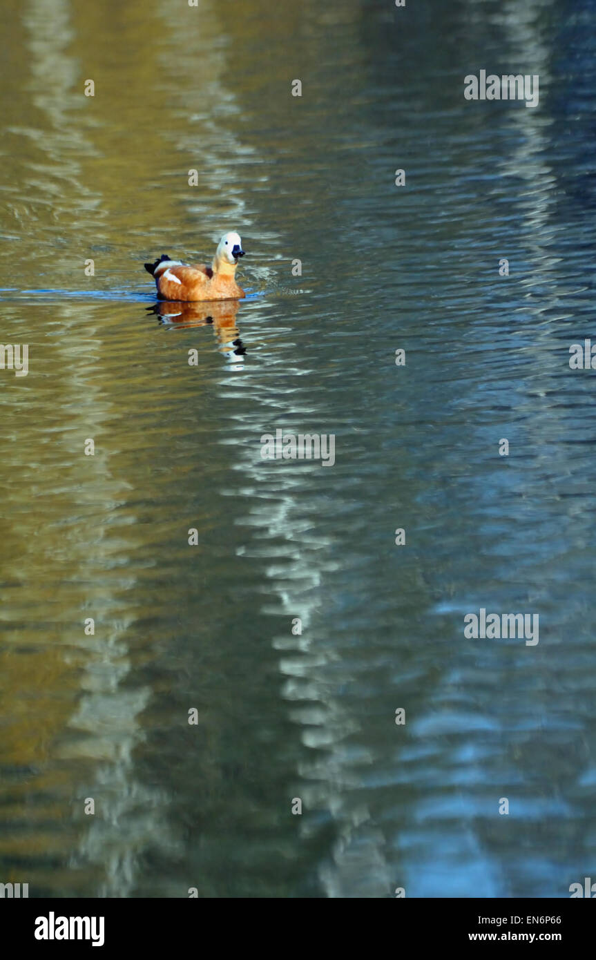 Ruddy Shelduck swimming in the pond with rich environment reflection ...