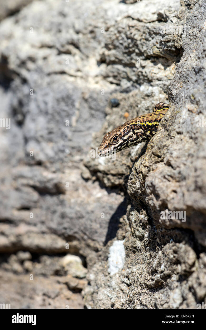 Wall lizard (Podarcis muralis). Adult male peering from a crevice in a ...