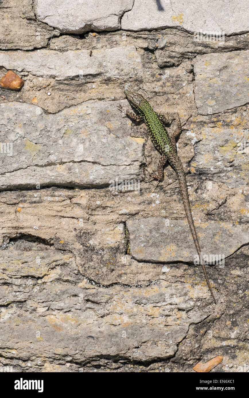 Wall lizard (Podarcis muralis). Adult male basking on a wall. The ...