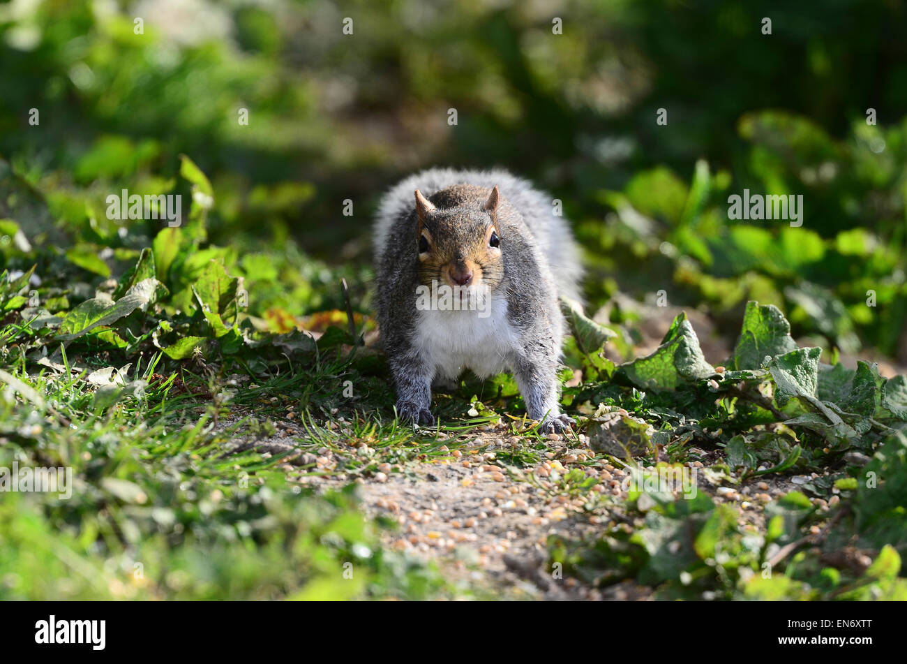 Squirrel Running High Resolution Stock Photography and Images - Alamy