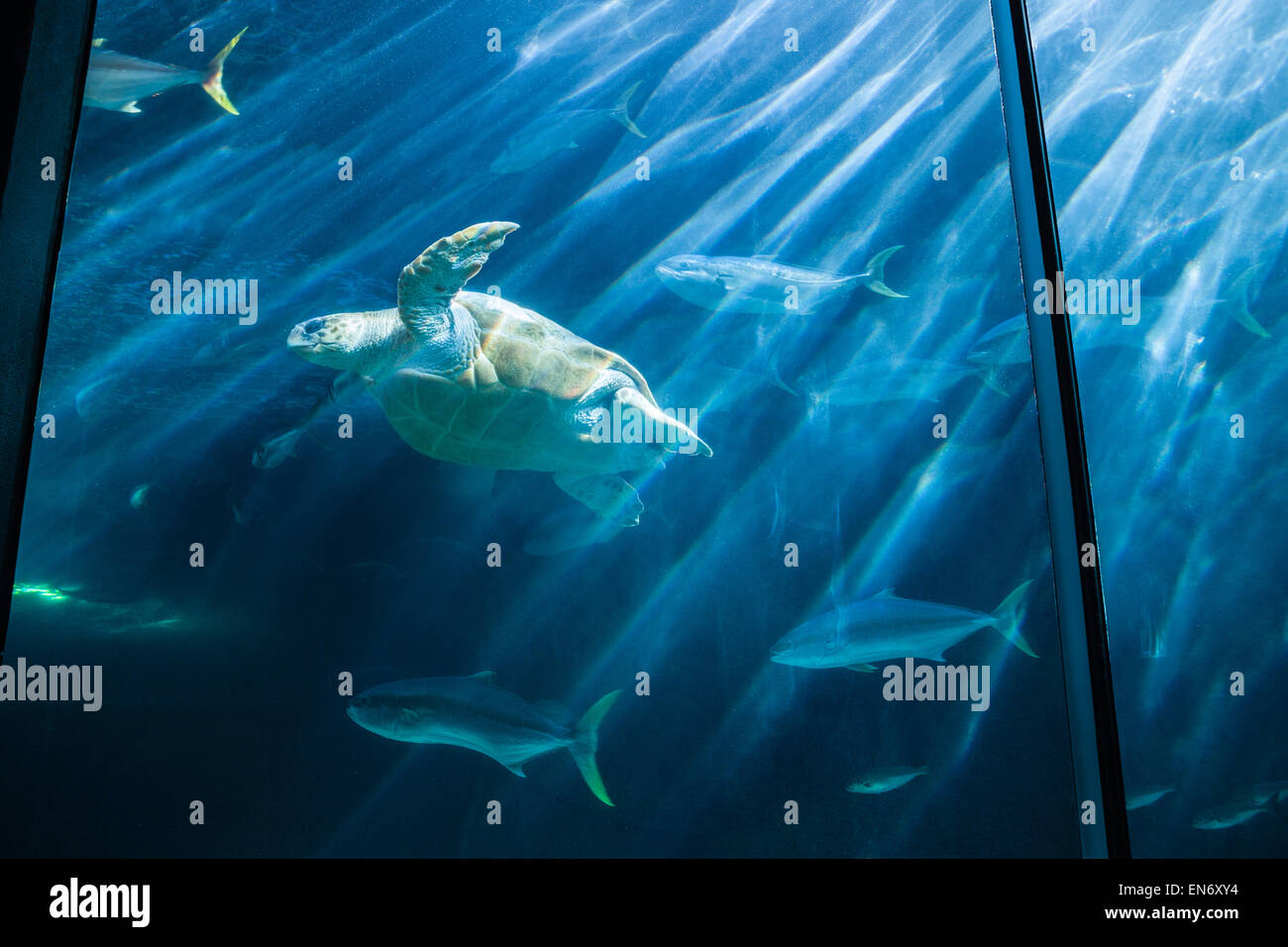 Tank turtle aquarium hi-res stock photography and images - Alamy