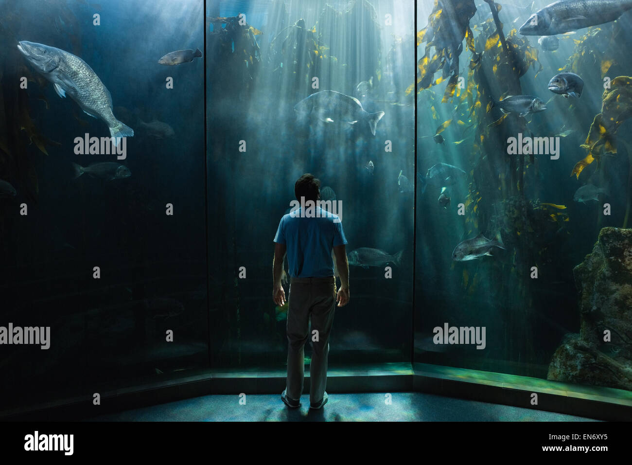 Man looking at fish tank Stock Photo - Alamy