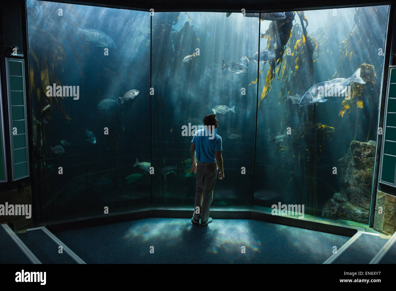 Man looking at fish tank Stock Photo - Alamy