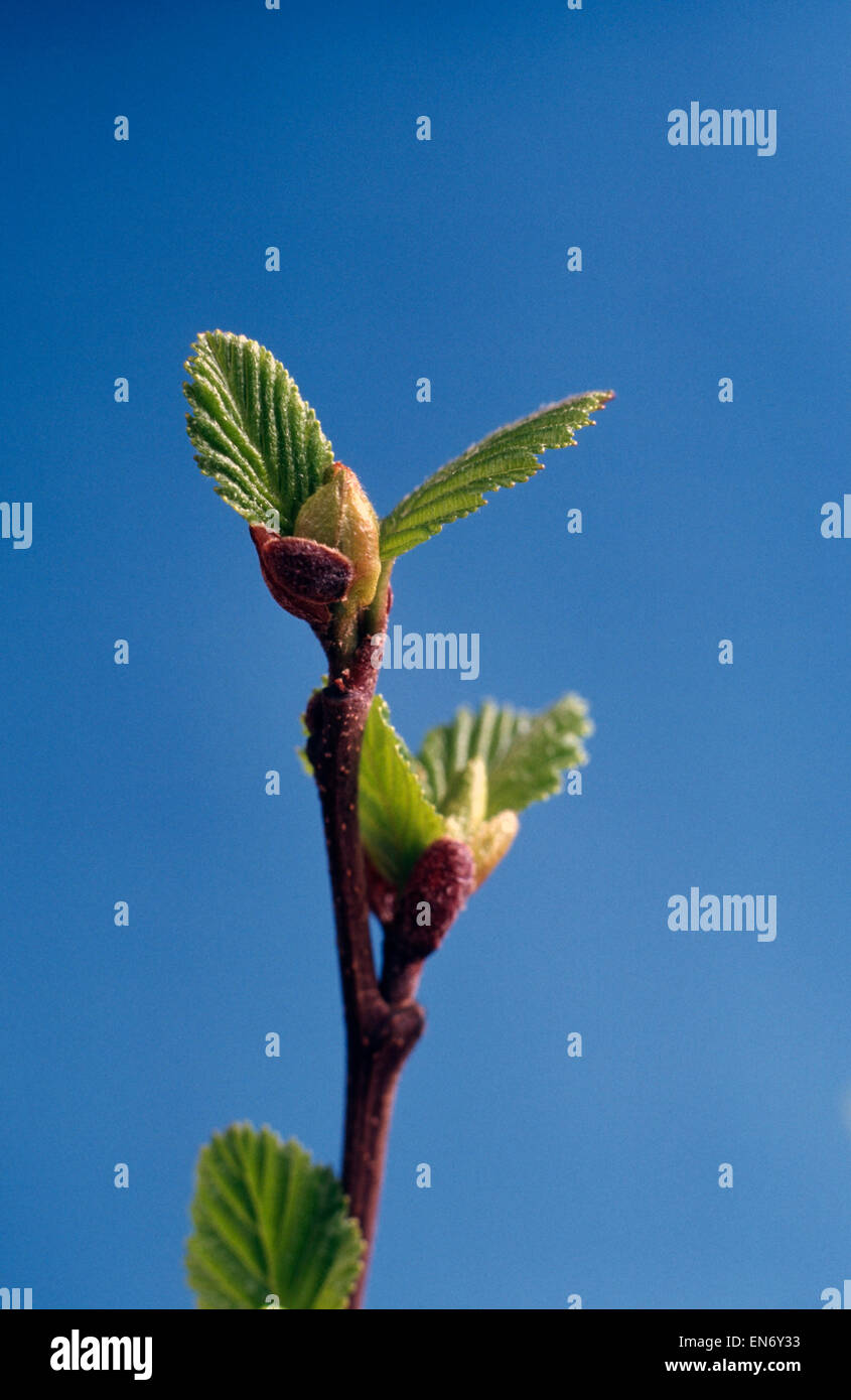 birch tree branch in spring Stock Photo - Alamy