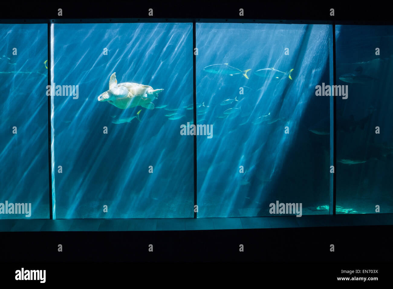 Tank turtle aquarium hi-res stock photography and images - Alamy