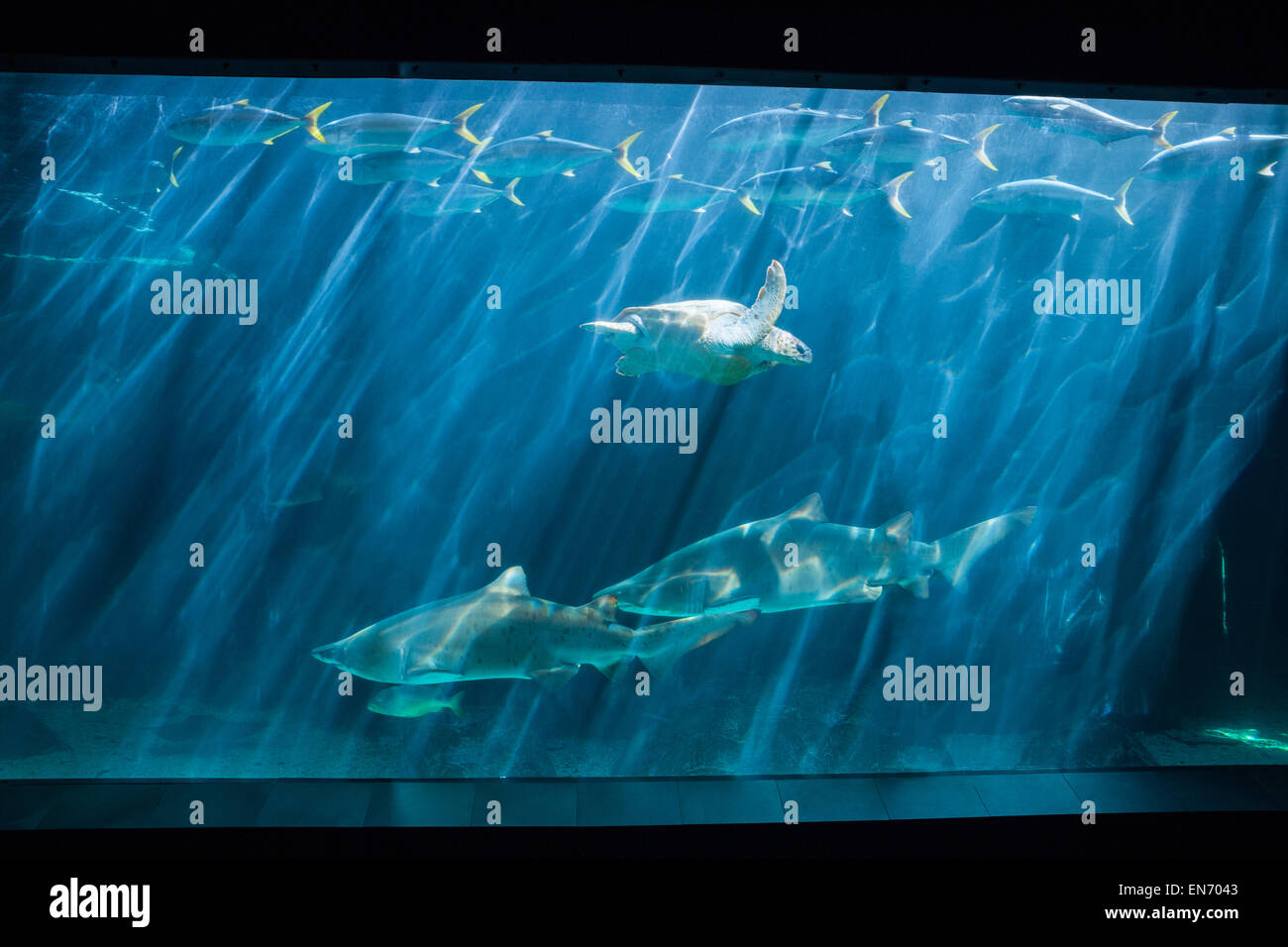 Turtle swimming in fish tank Stock Photo - Alamy