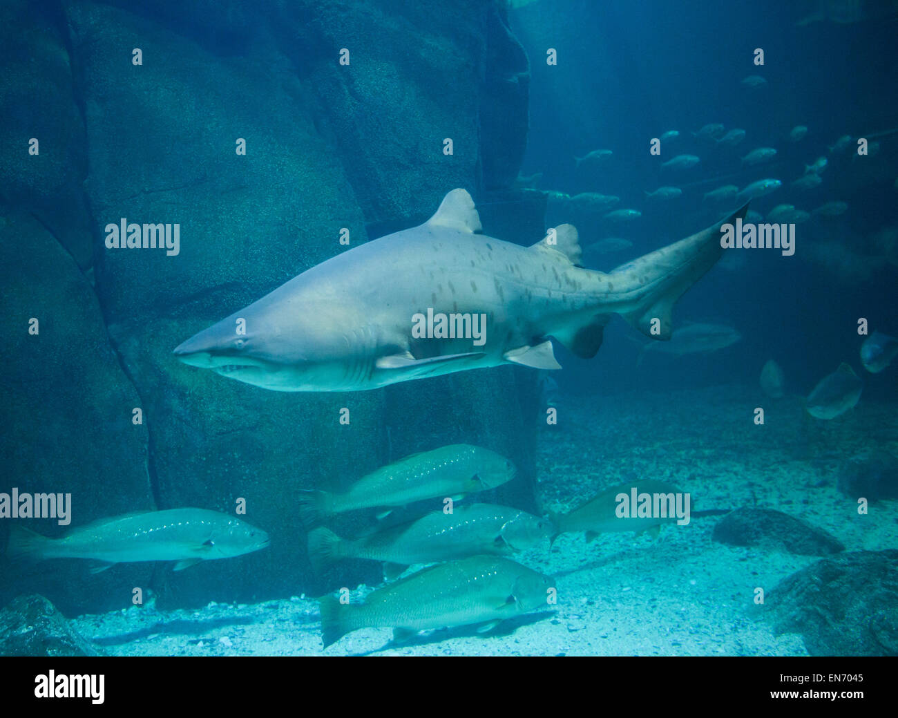 Shark swimming in blue water hi-res stock photography and images - Alamy