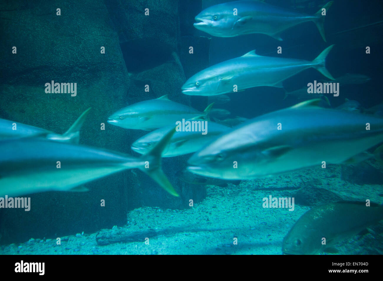 Transparent fish tank hi-res stock photography and images - Alamy