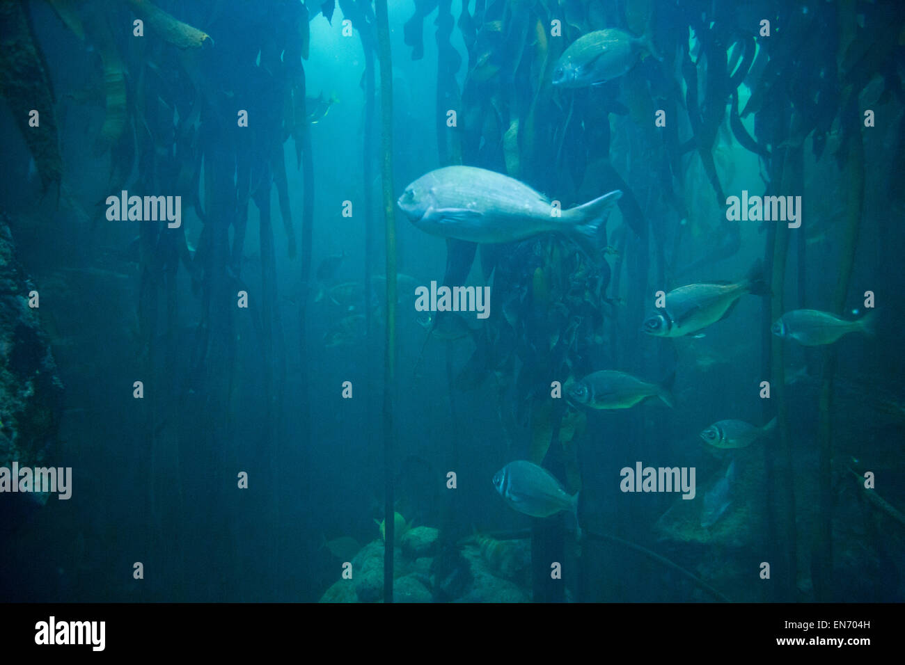 Fish swimming in tank Stock Photo - Alamy