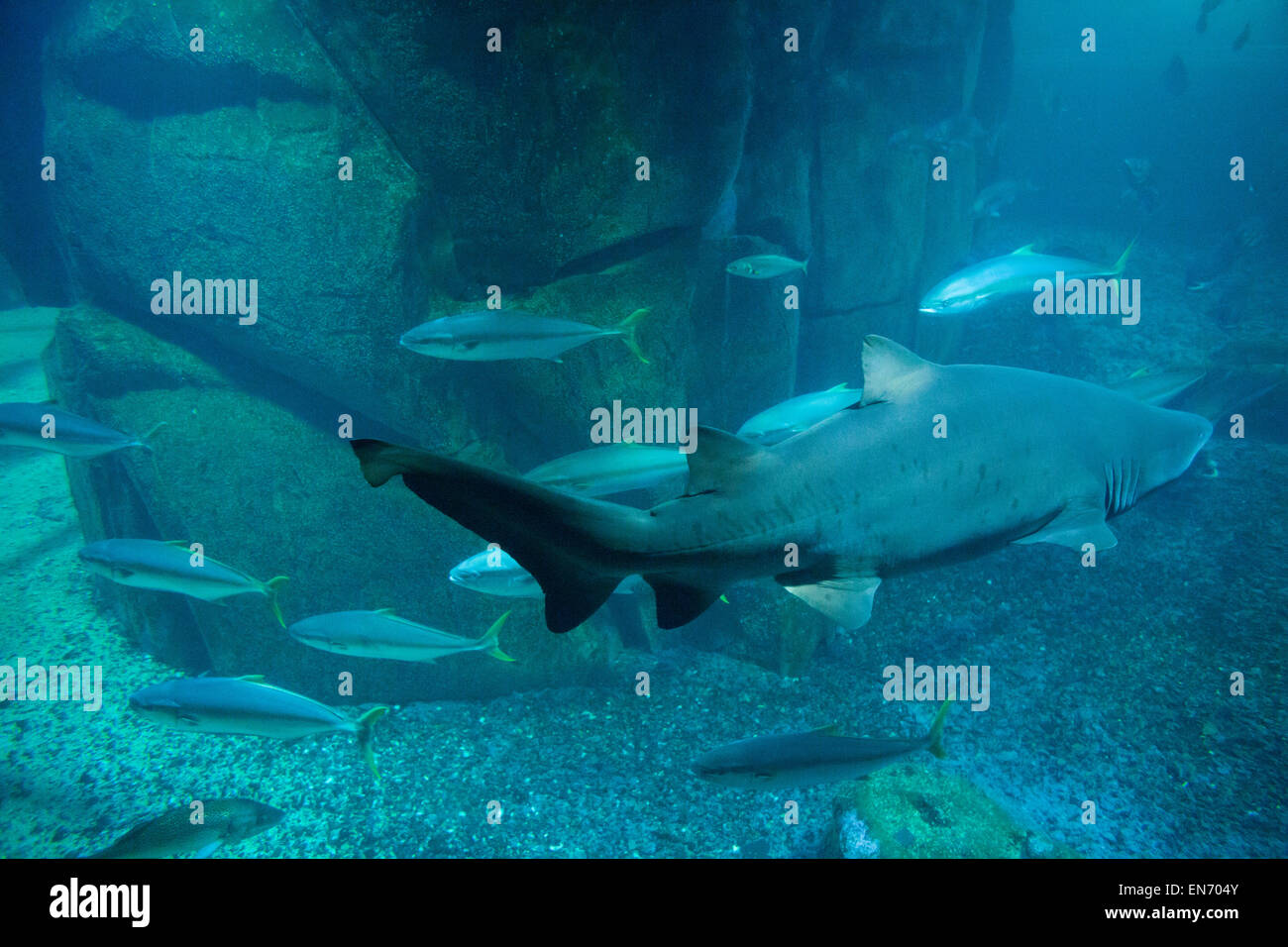 Fish swimming in tank Stock Photo - Alamy