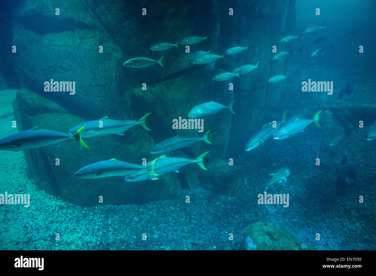 Fish swimming in tank Stock Photo - Alamy