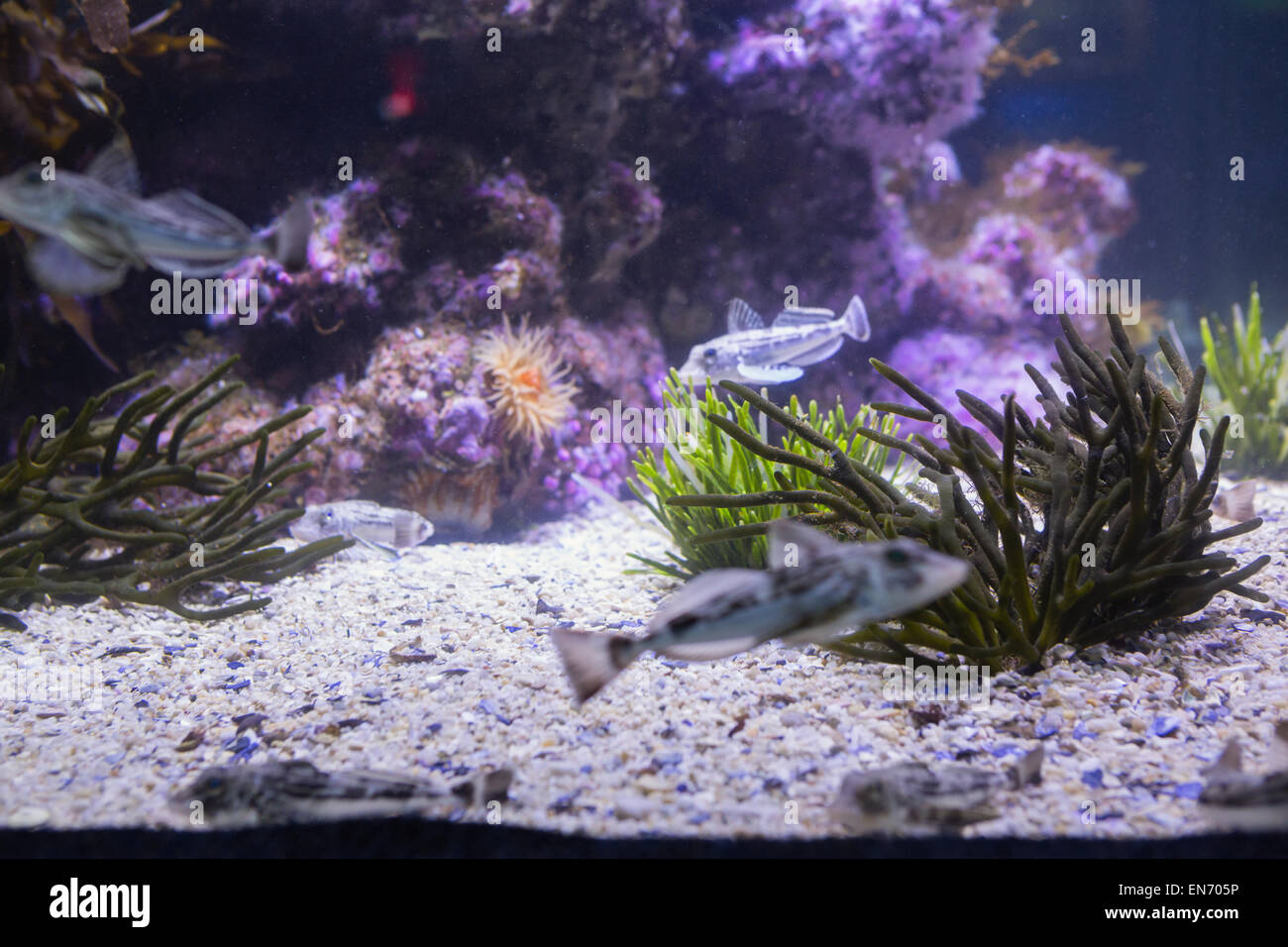 Lit sea hi-res stock photography and images - Alamy