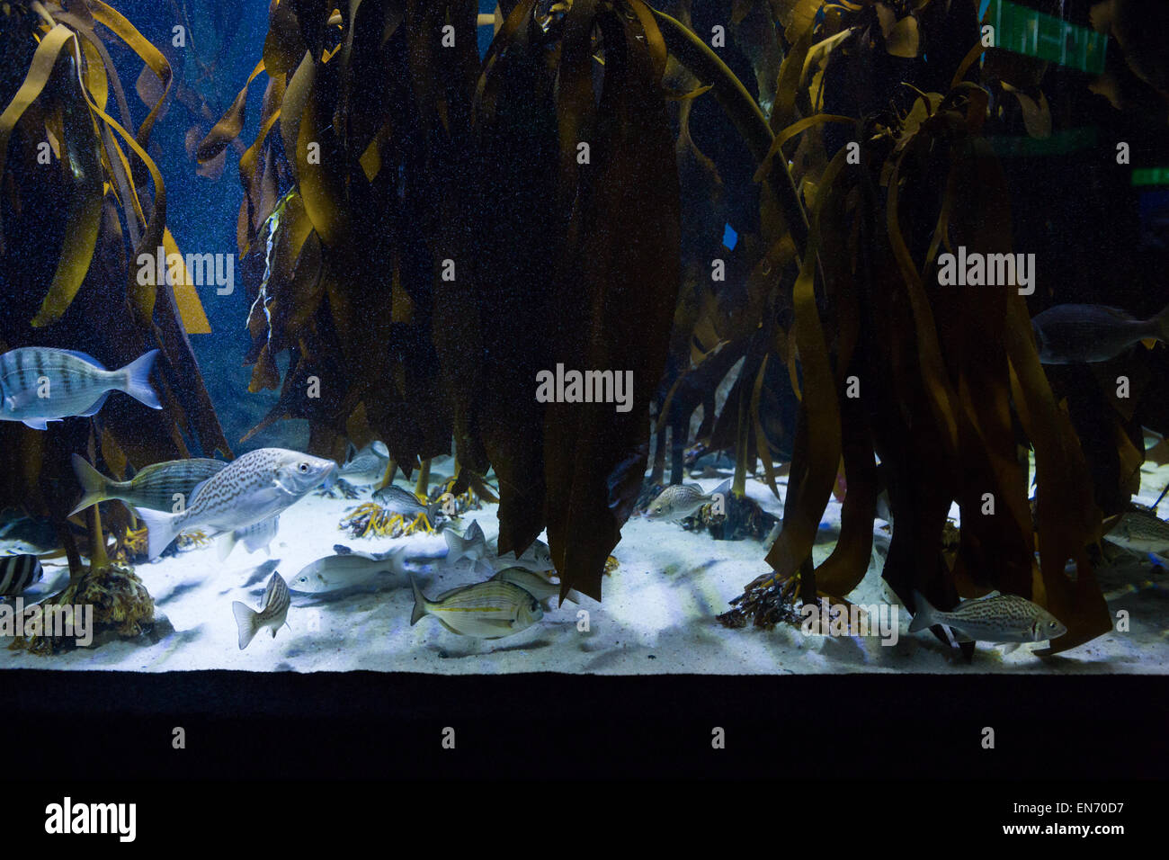 Seaweed in fish tank Stock Photo - Alamy