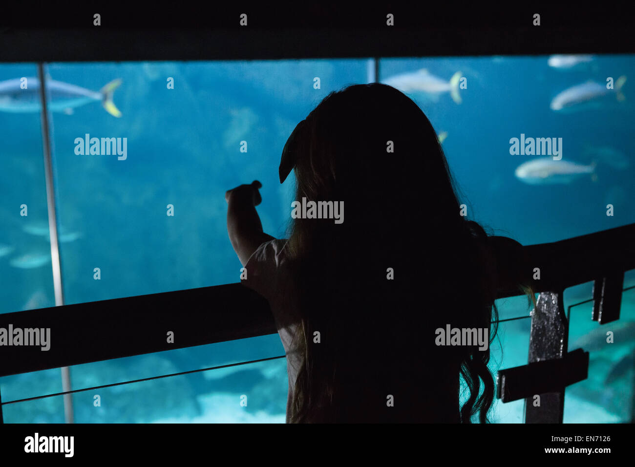 Little girl looking at fish tank Stock Photo - Alamy
