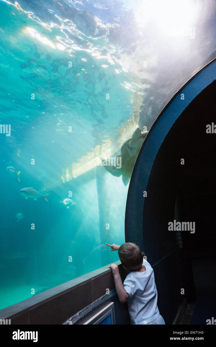 Little boy looking at fish tank Stock Photo - Alamy