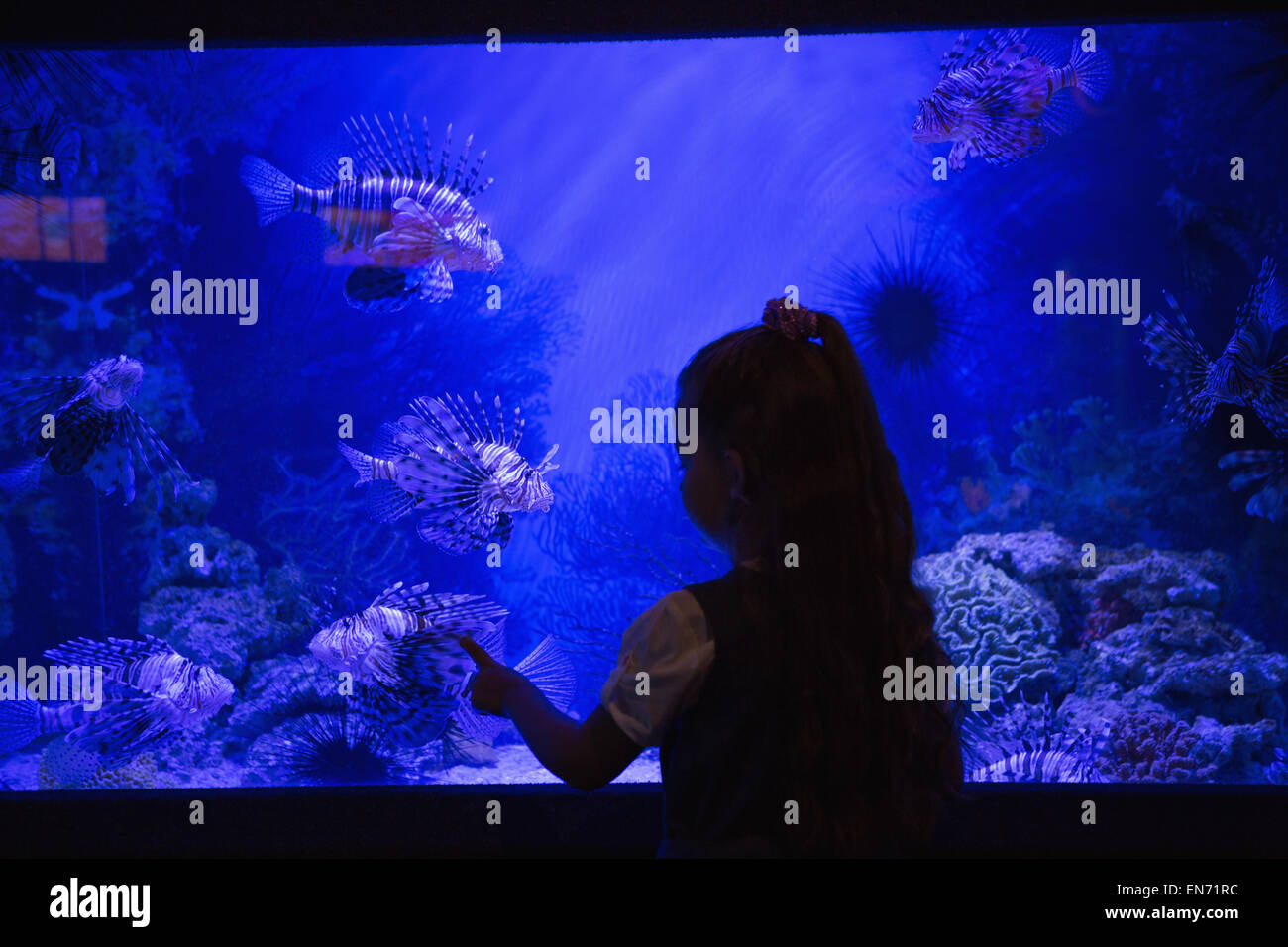Little girl looking at fish tank Stock Photo - Alamy