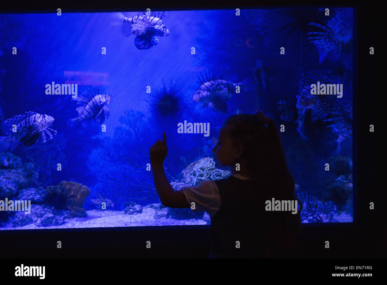 Little girl looking at fish tank Stock Photo - Alamy