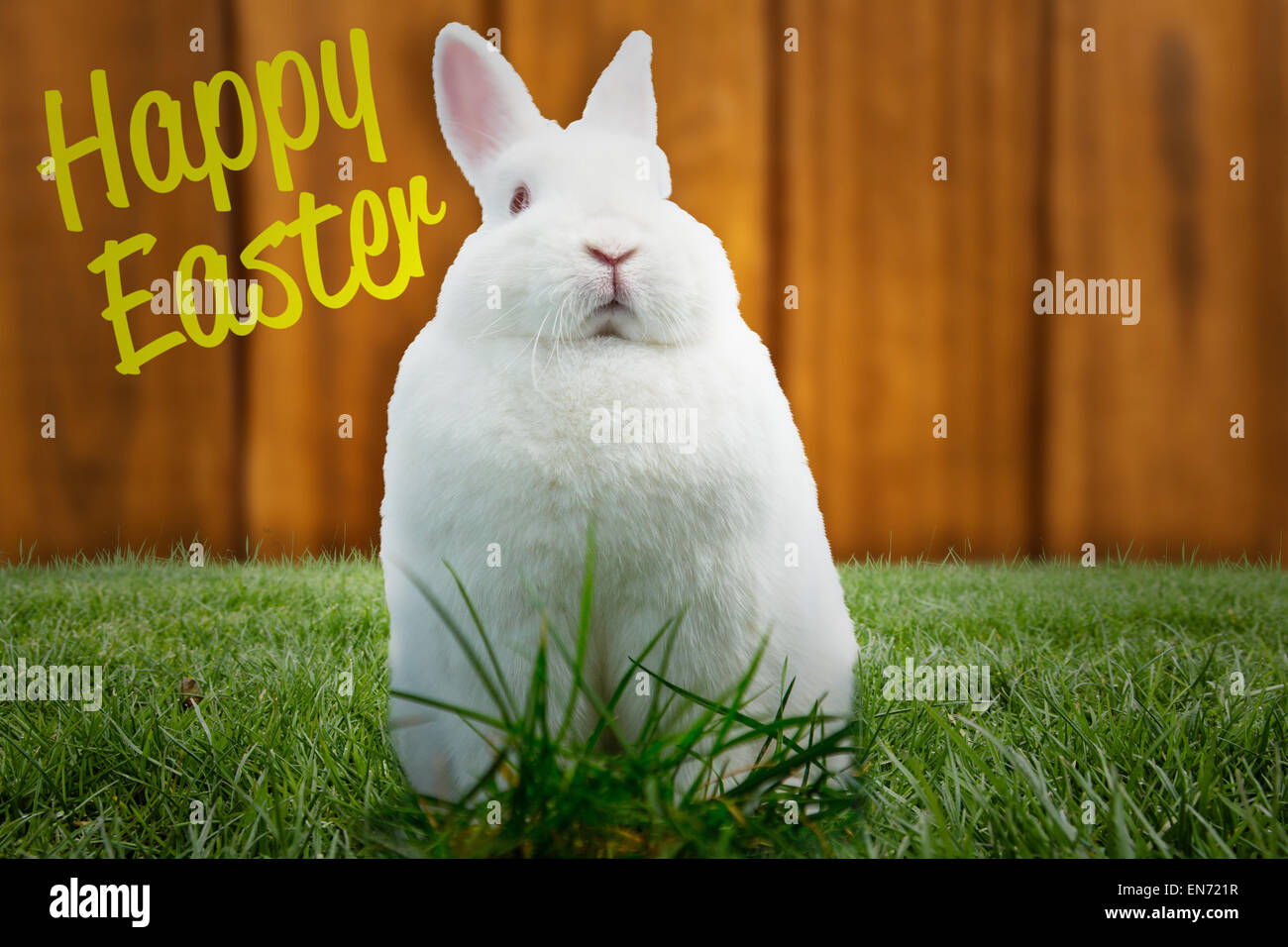 Happy Real Bunny