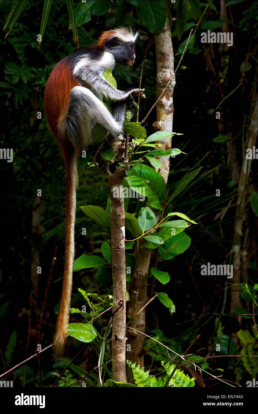 eye's ape in the island of zanzibar jozany forest Stock Photo - Alamy