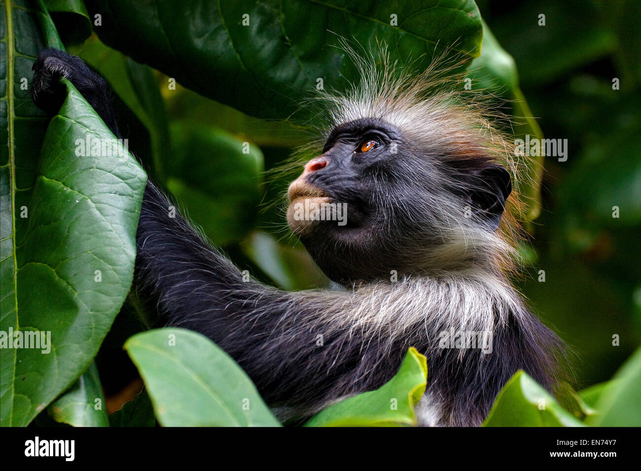 eye's ape in the island of zanzibar jozany forest Stock Photo - Alamy