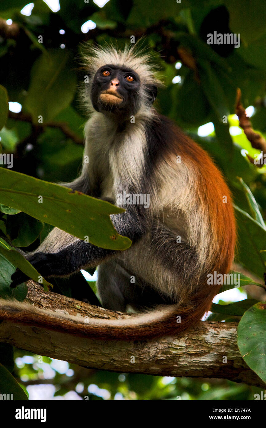 eye's ape in the island of zanzibar jozany forest Stock Photo - Alamy