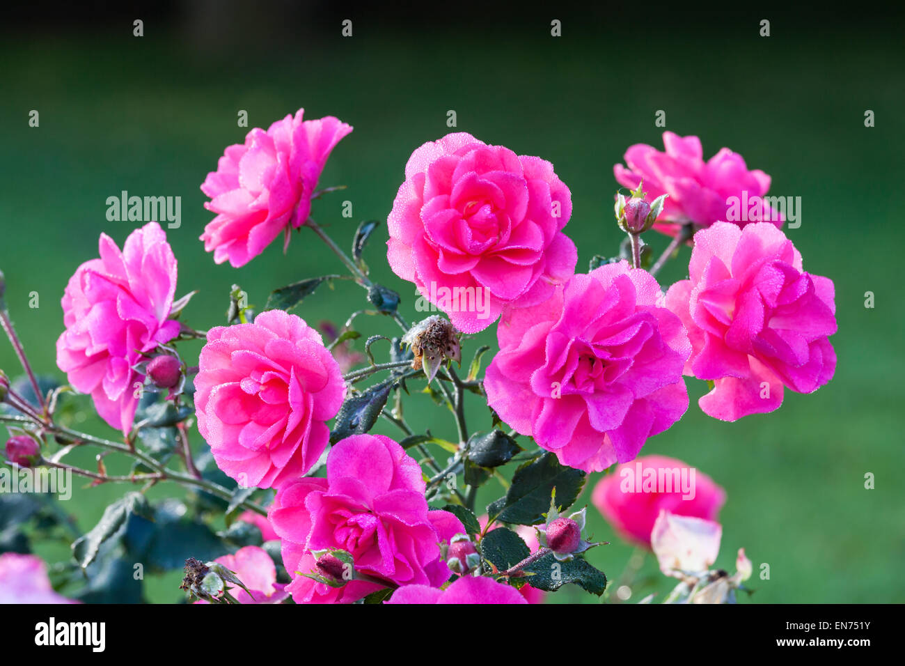 Pink roses and dew drops Stock Photo - Alamy