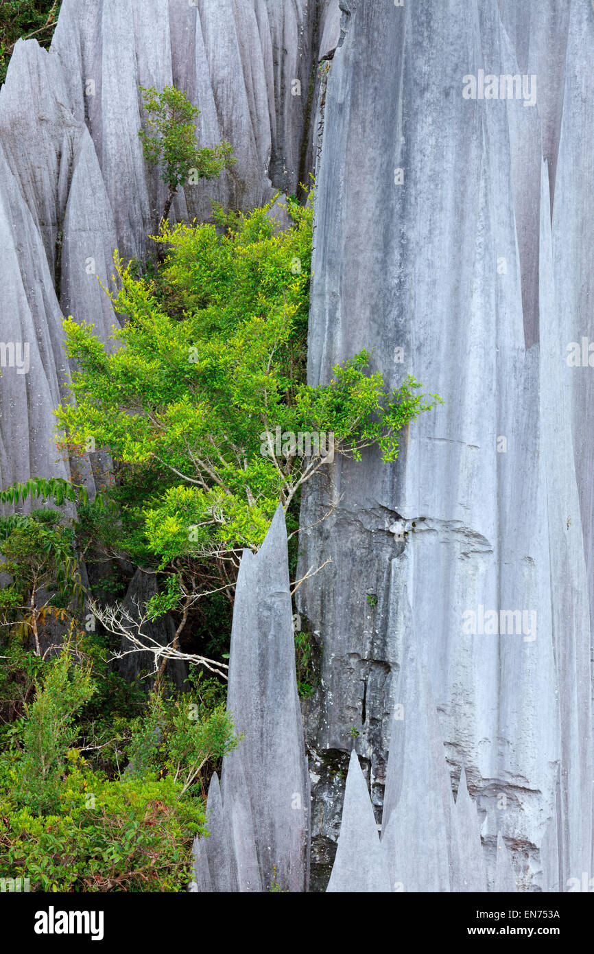 Limestone pinnacles at gunung mulu national park Stock Photo - Alamy