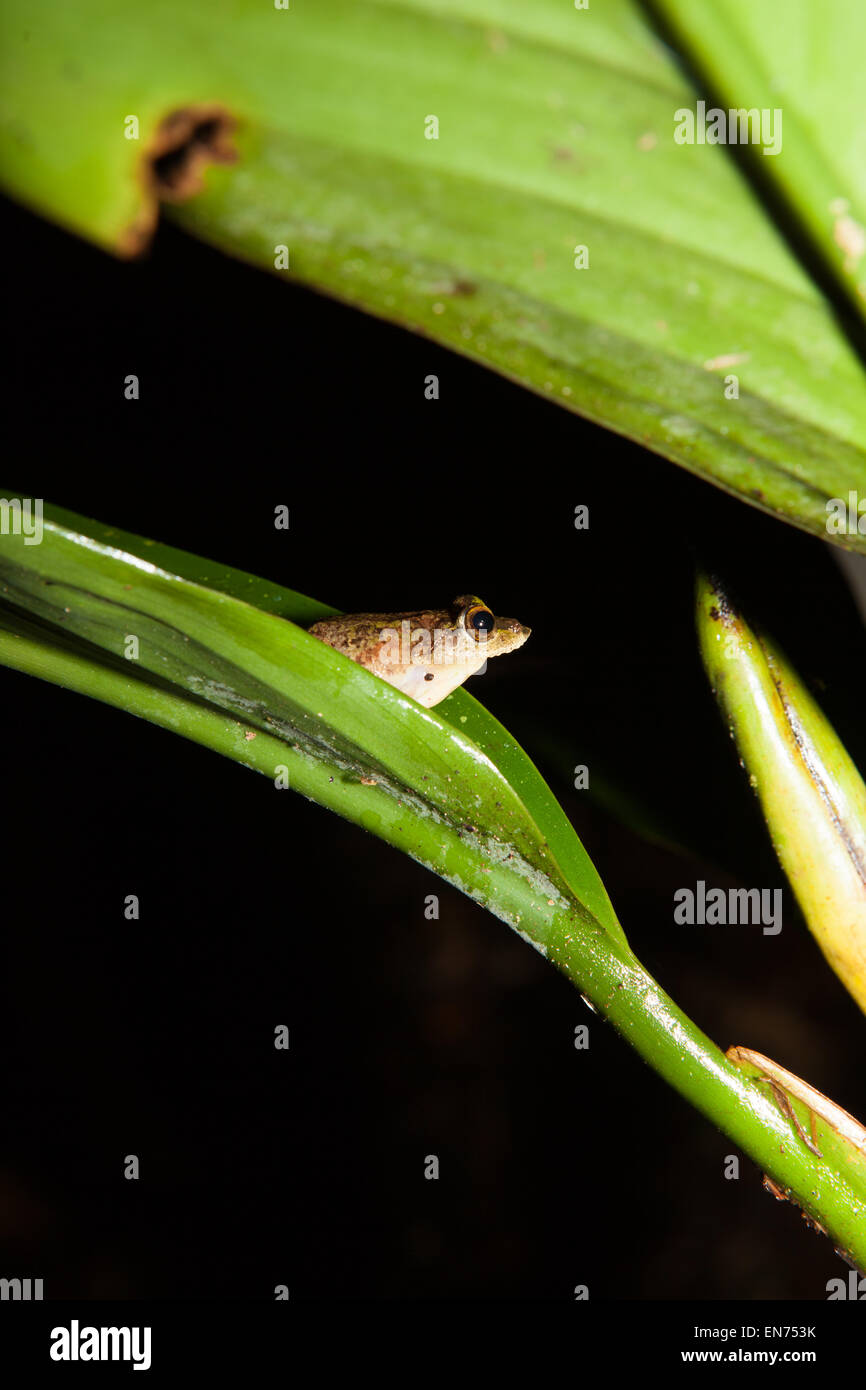 Harmless frog hi-res stock photography and images - Alamy