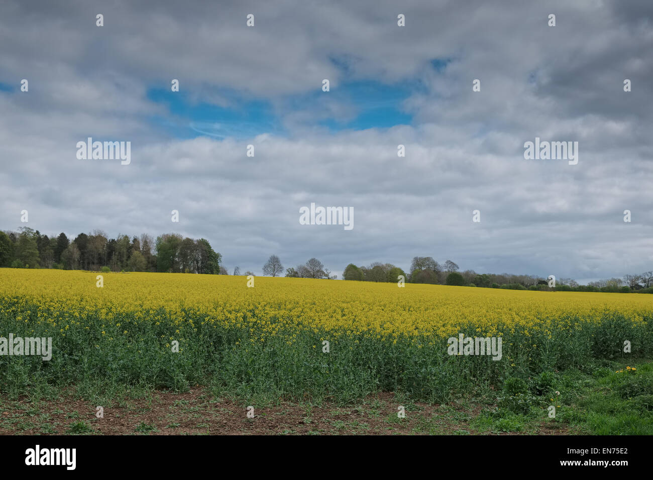 A field of characteristic bright yellow oilseed rape Brassica napus ...