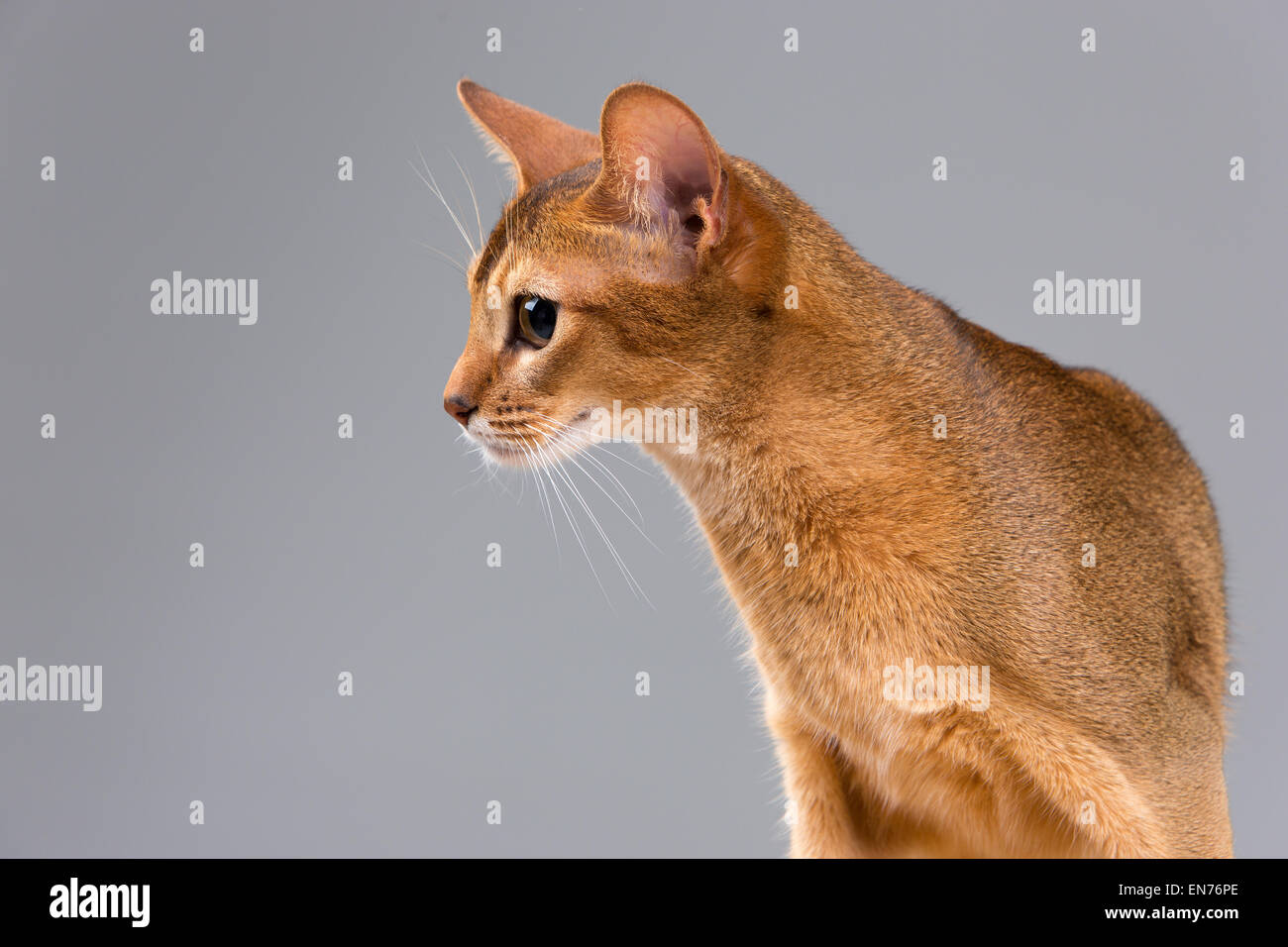Purebred abyssinian young cat portrait Stock Photo - Alamy