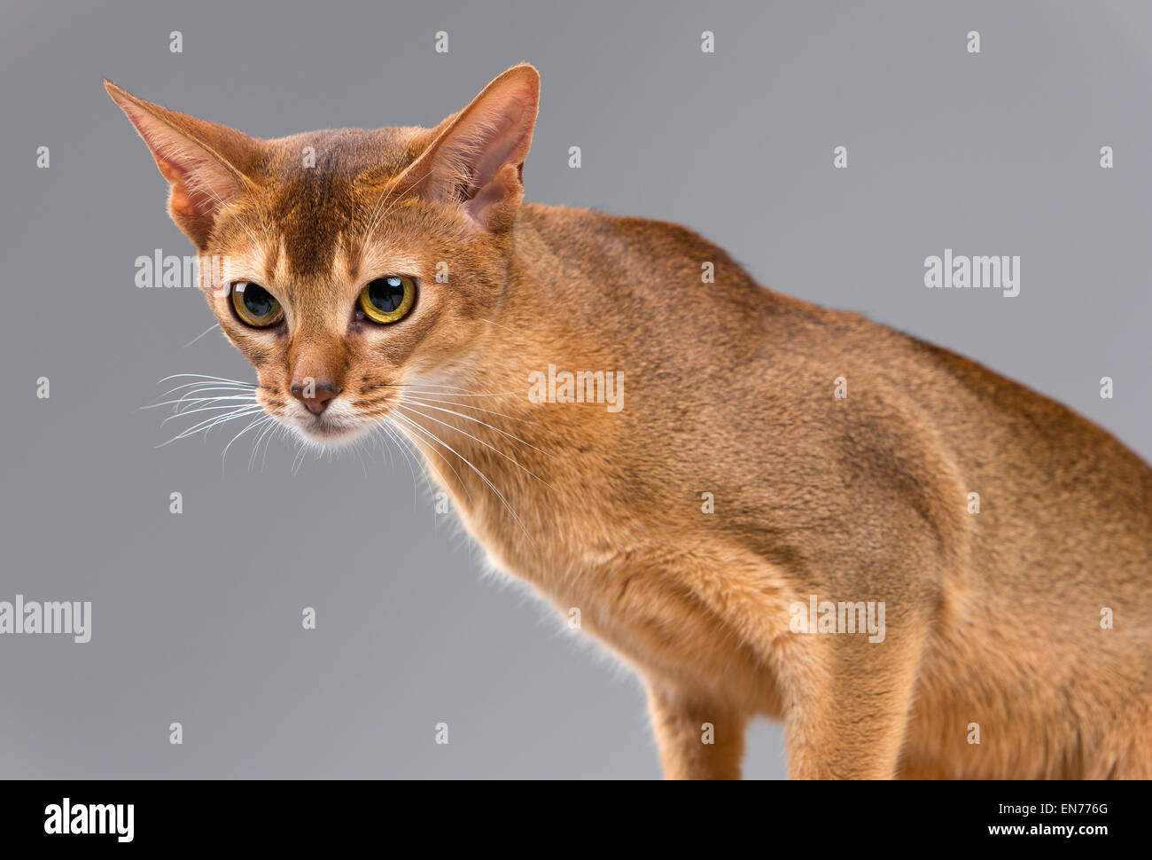 Purebred abyssinian young cat portrait Stock Photo - Alamy