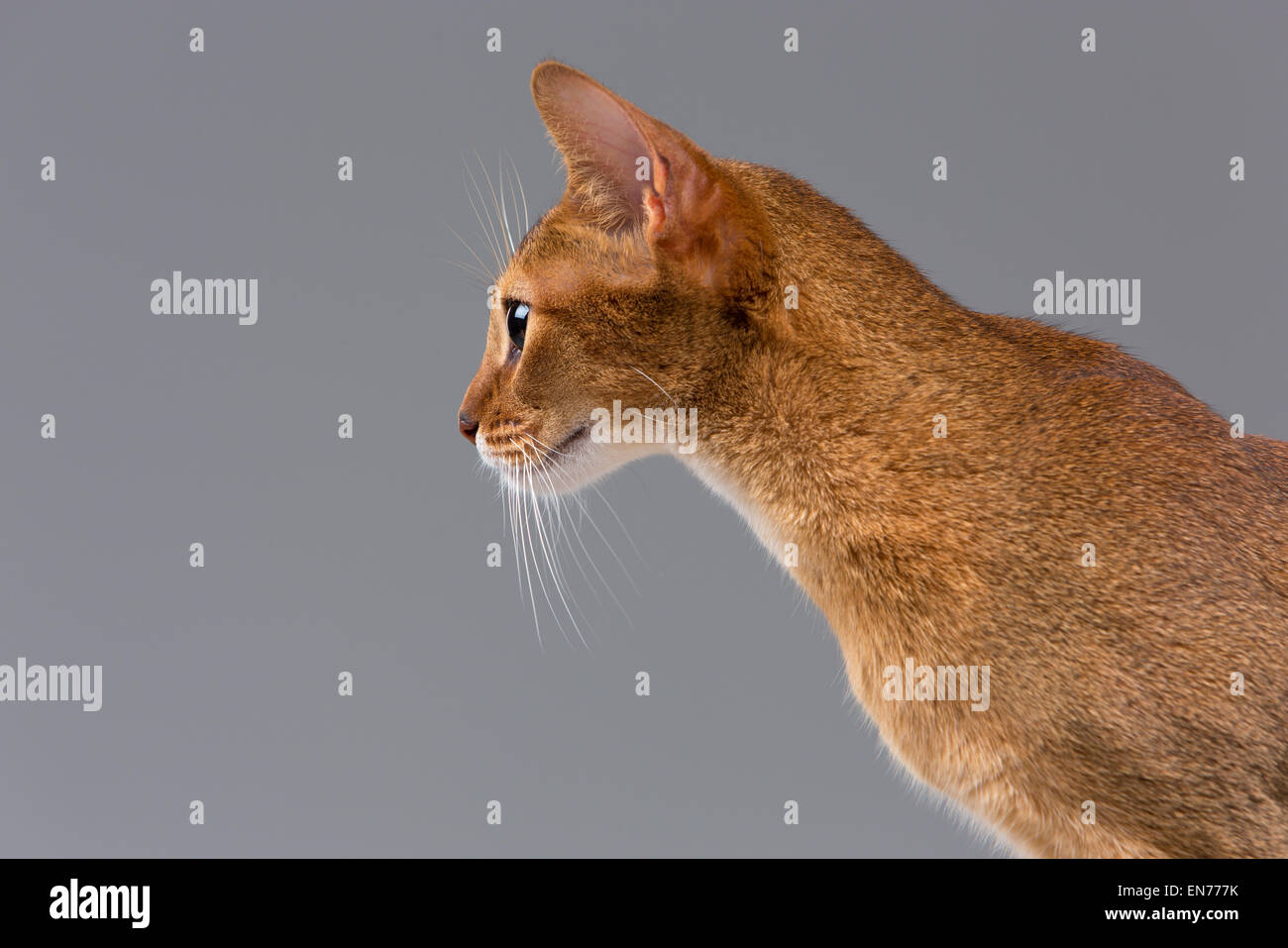 Purebred abyssinian young cat portrait Stock Photo - Alamy