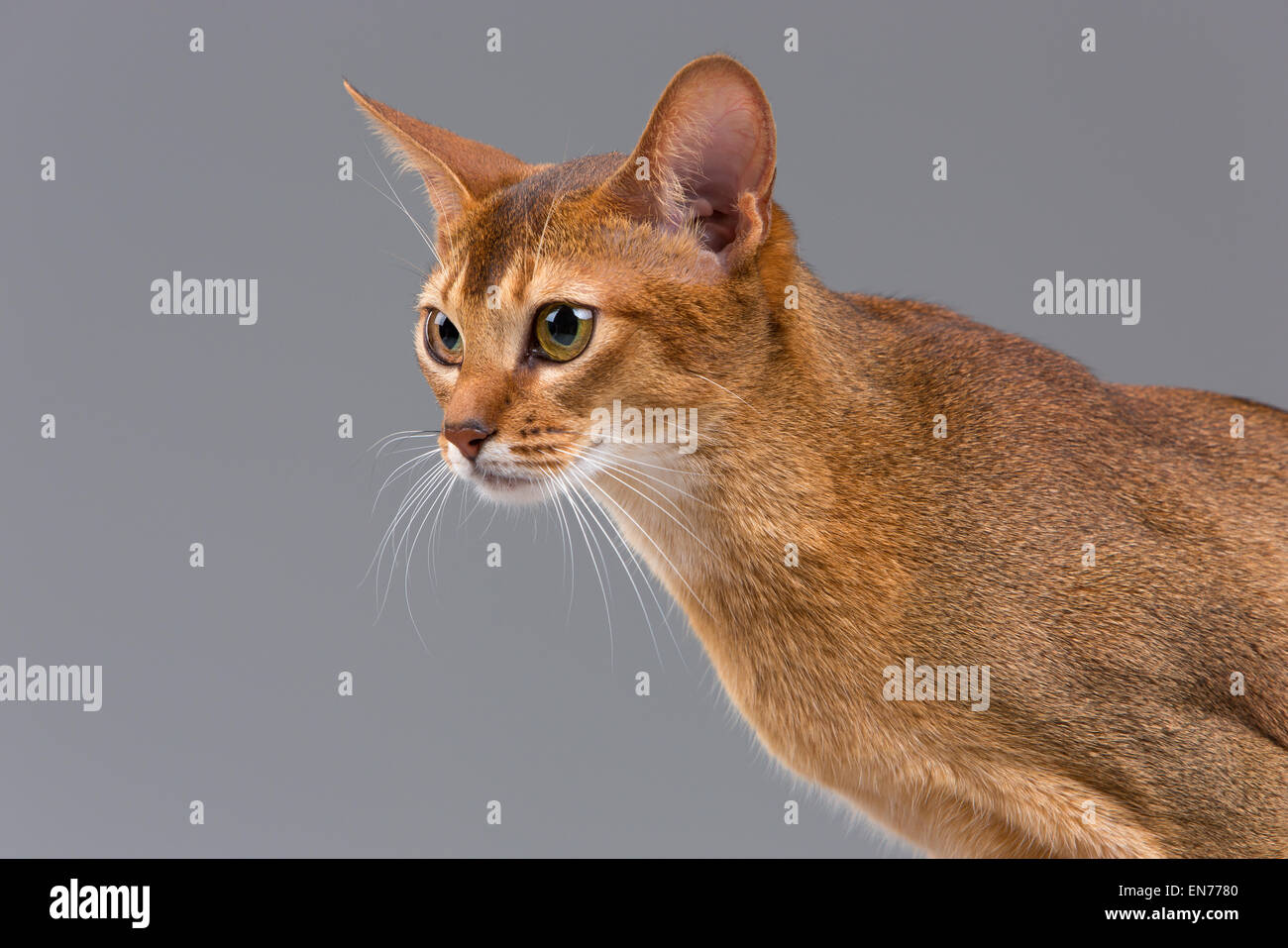 Purebred abyssinian young cat portrait Stock Photo - Alamy