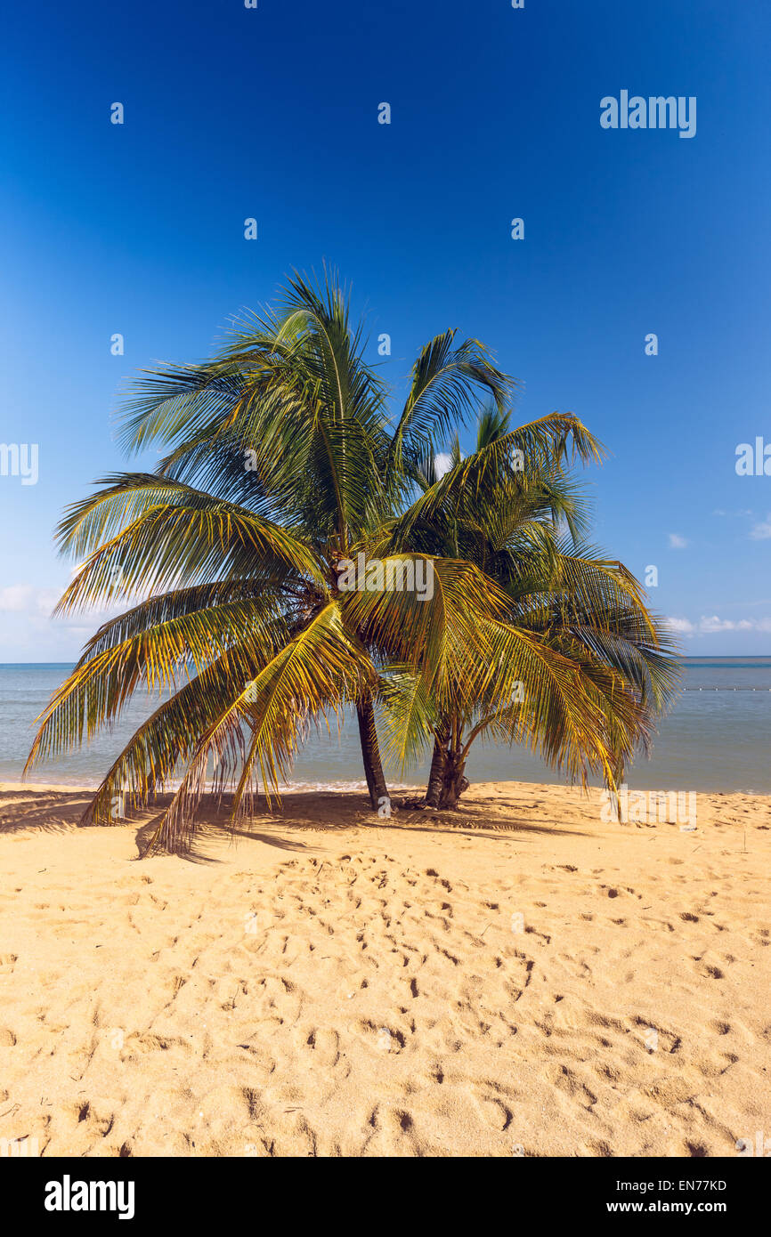 Beach on tropical island. Clear blue water, sand, palms Stock Photo - Alamy