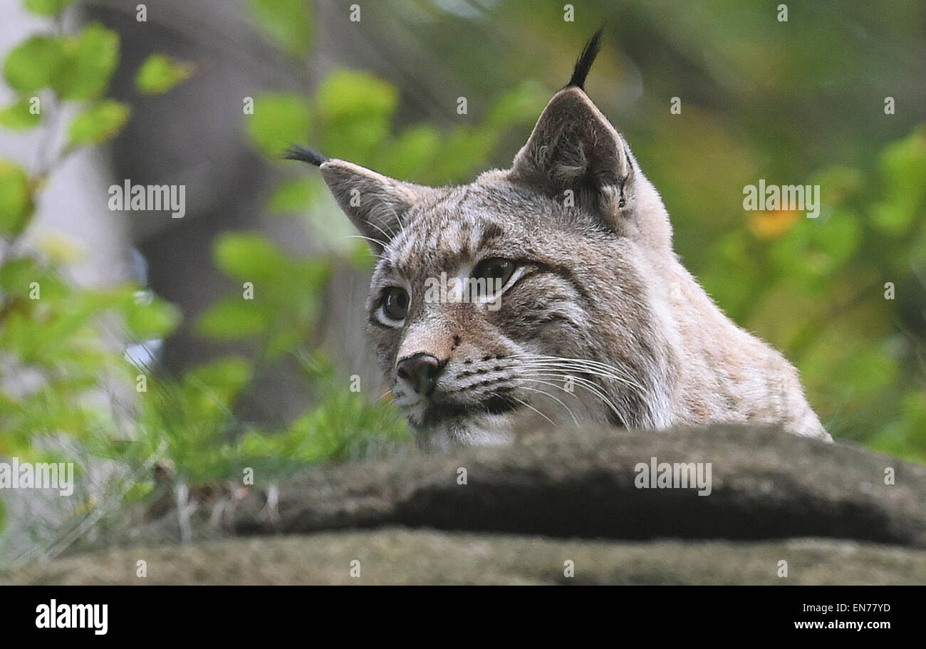 A lynx monitors the surrounding area in its enclosure at the Harz ...