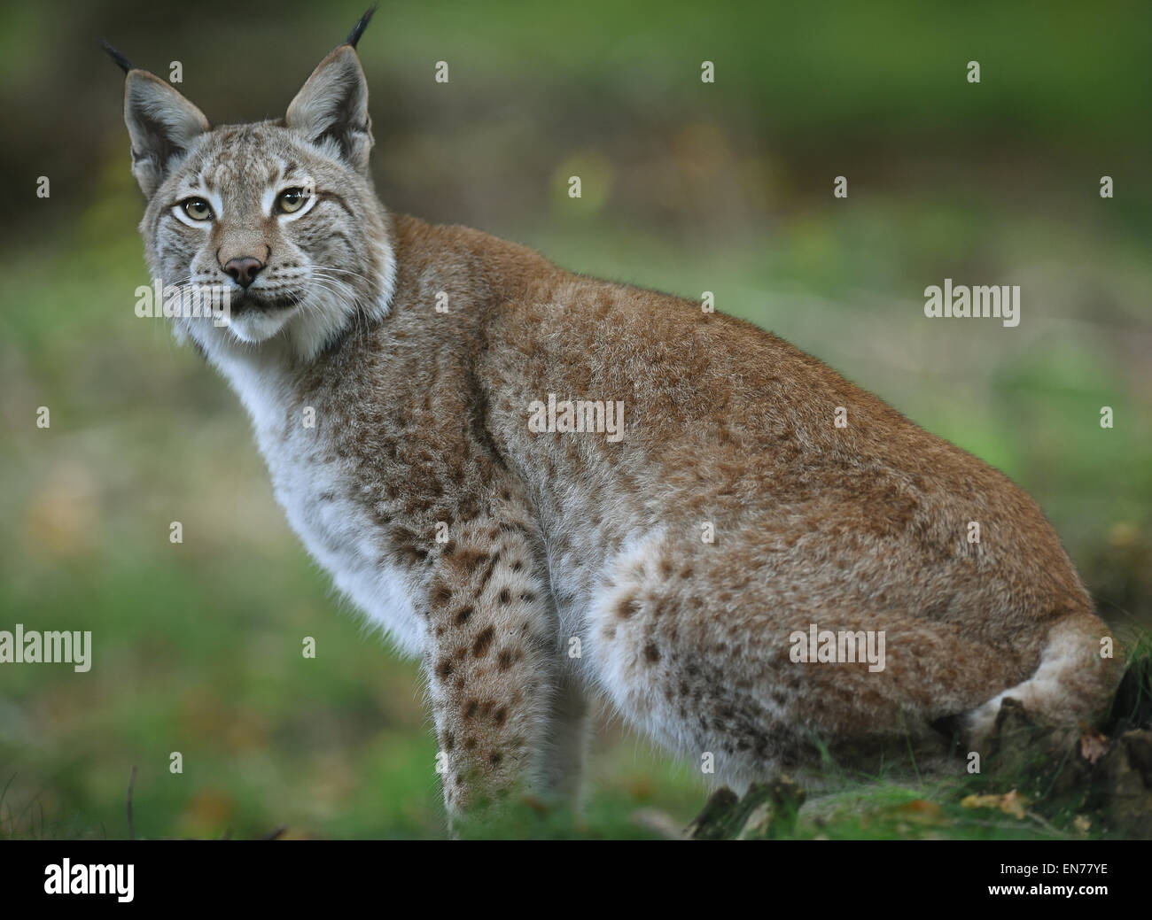 A lynx monitors the surrounding area in its enclosure at the Harz ...