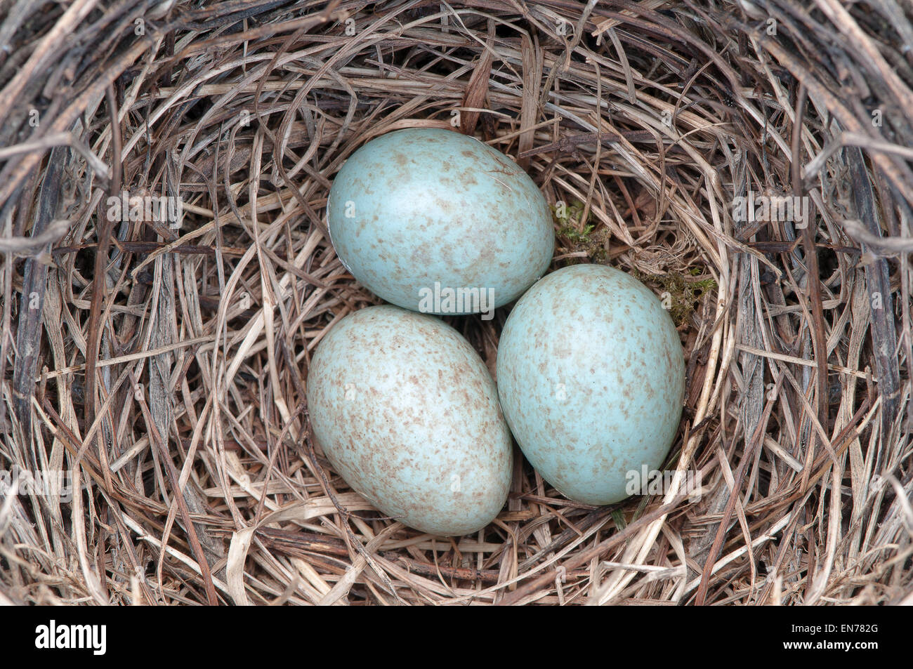 bird's nest with three eggs inside Stock Photo - Alamy