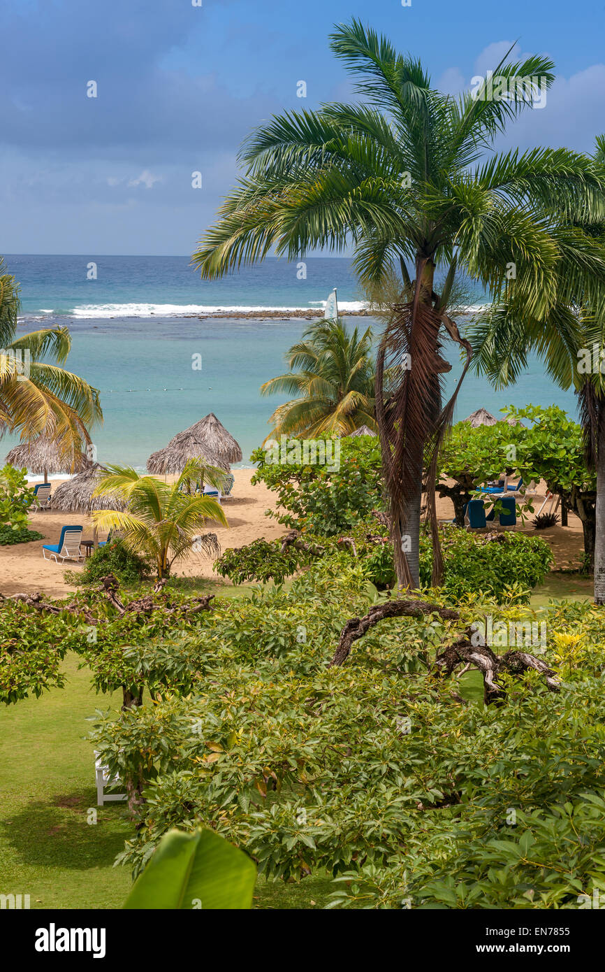 tropical garden and the ocean beach Stock Photo - Alamy
