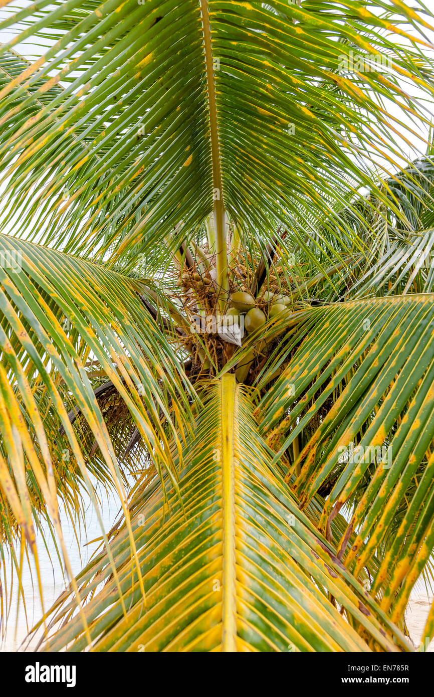 Coconut agriculture jamaica hi-res stock photography and images - Alamy