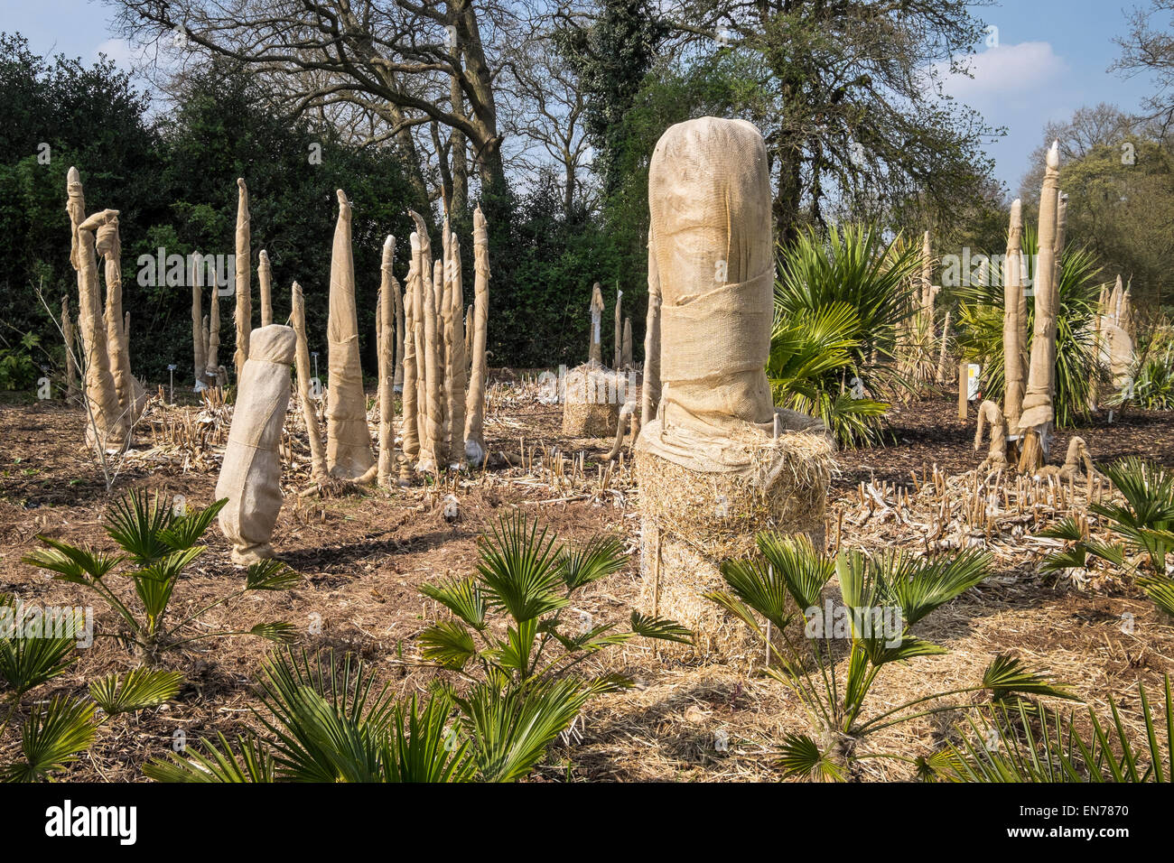Tender plants wrapped in hessian and straw for winter frost protection ...