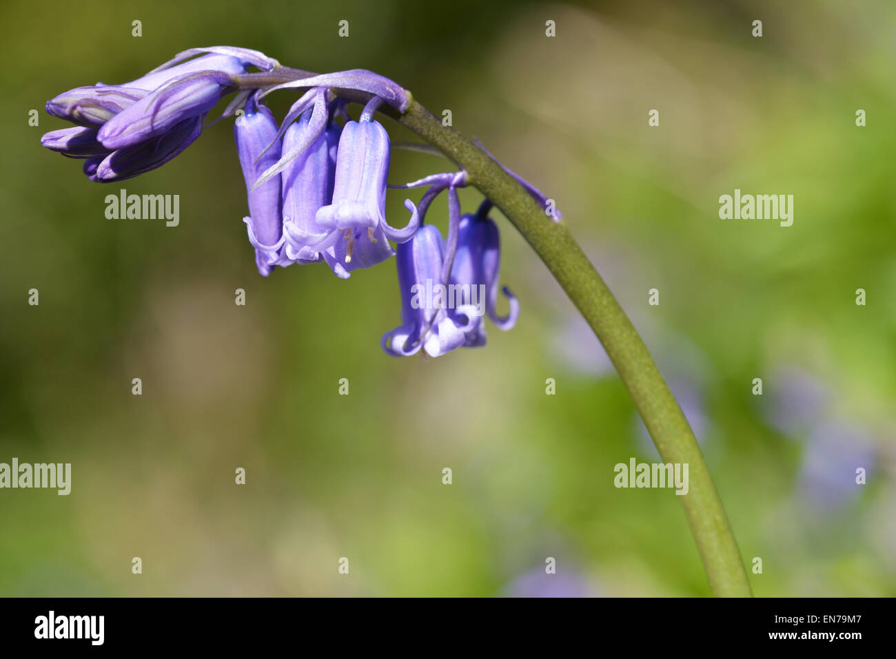 A single stem of a bluebell ( hyacinthoides non-scripta Stock Photo - Alamy