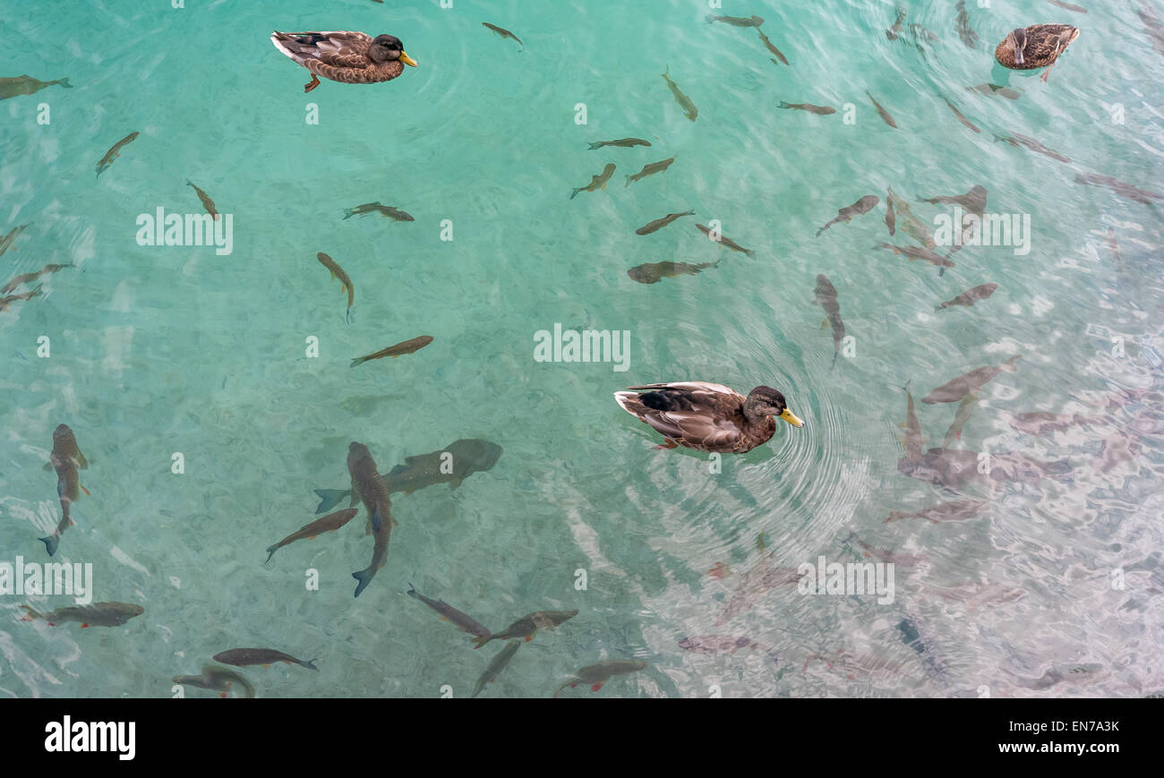 Small fish in lake, national park Plitvice Stock Photo - Alamy