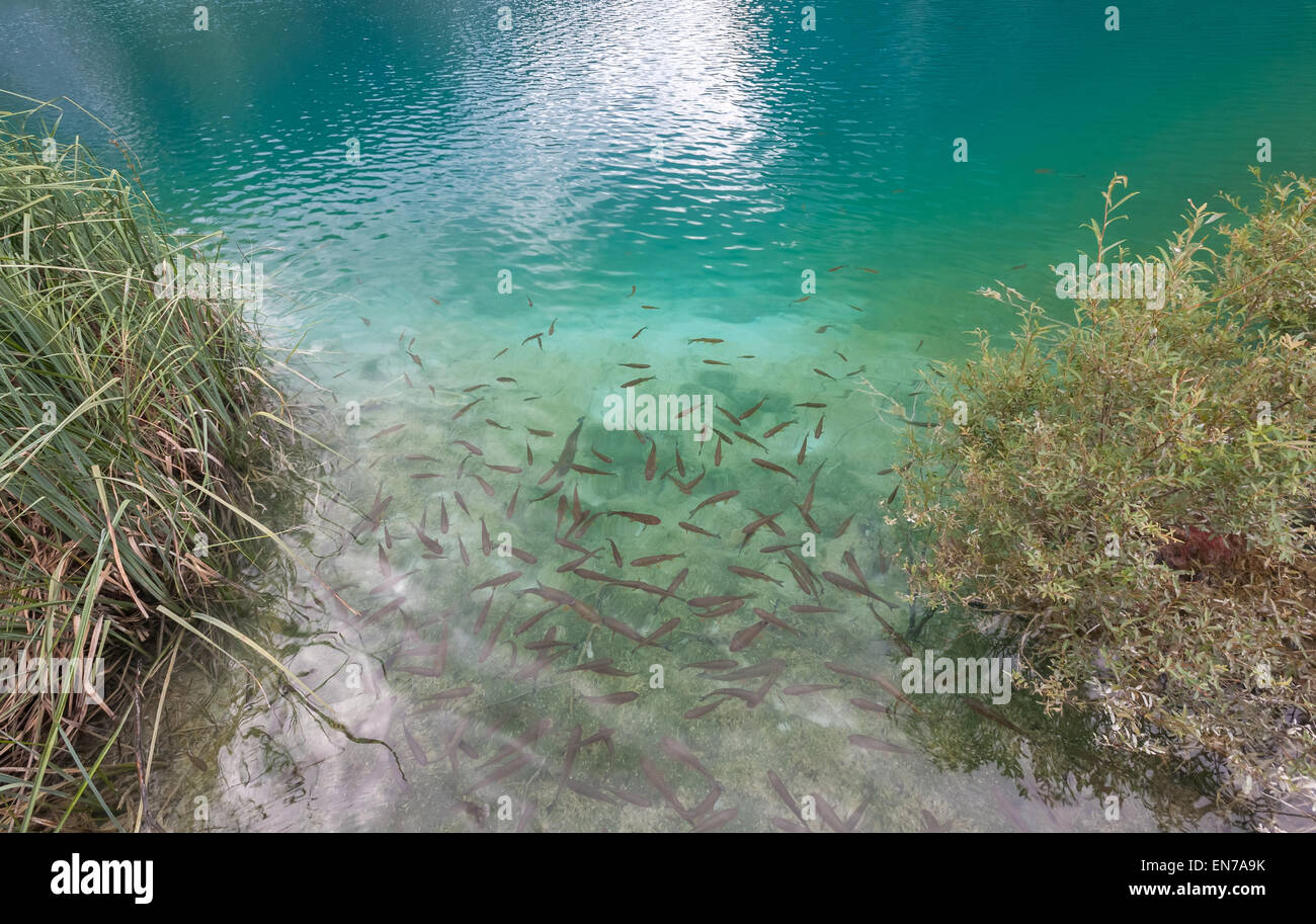 Small fish in lake, national park Plitvice Stock Photo - Alamy