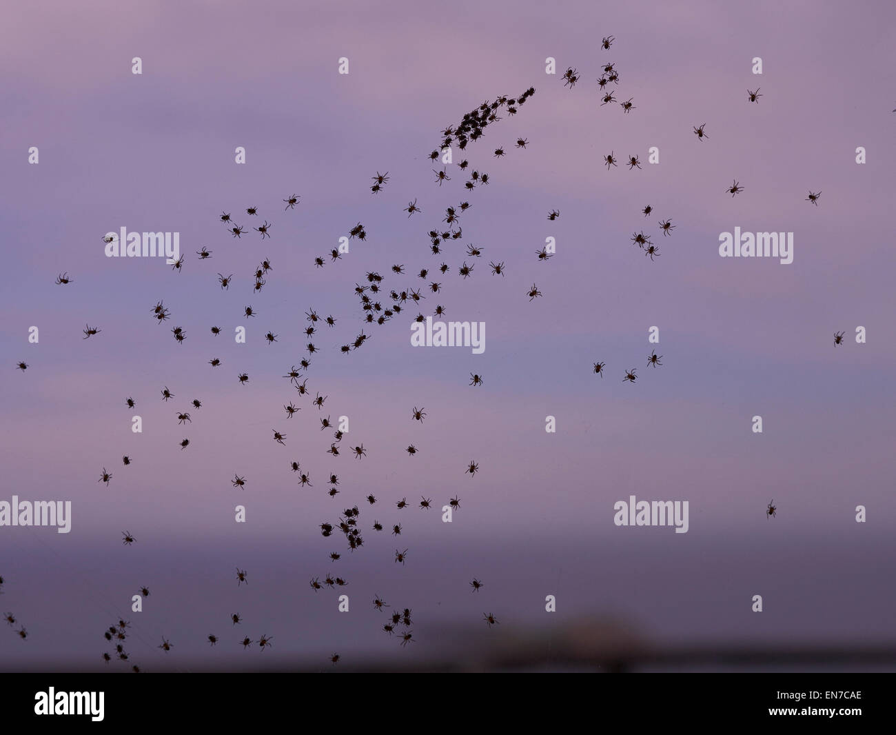 Arachnophobia or arachnephobia is the fear of spiders and other ...