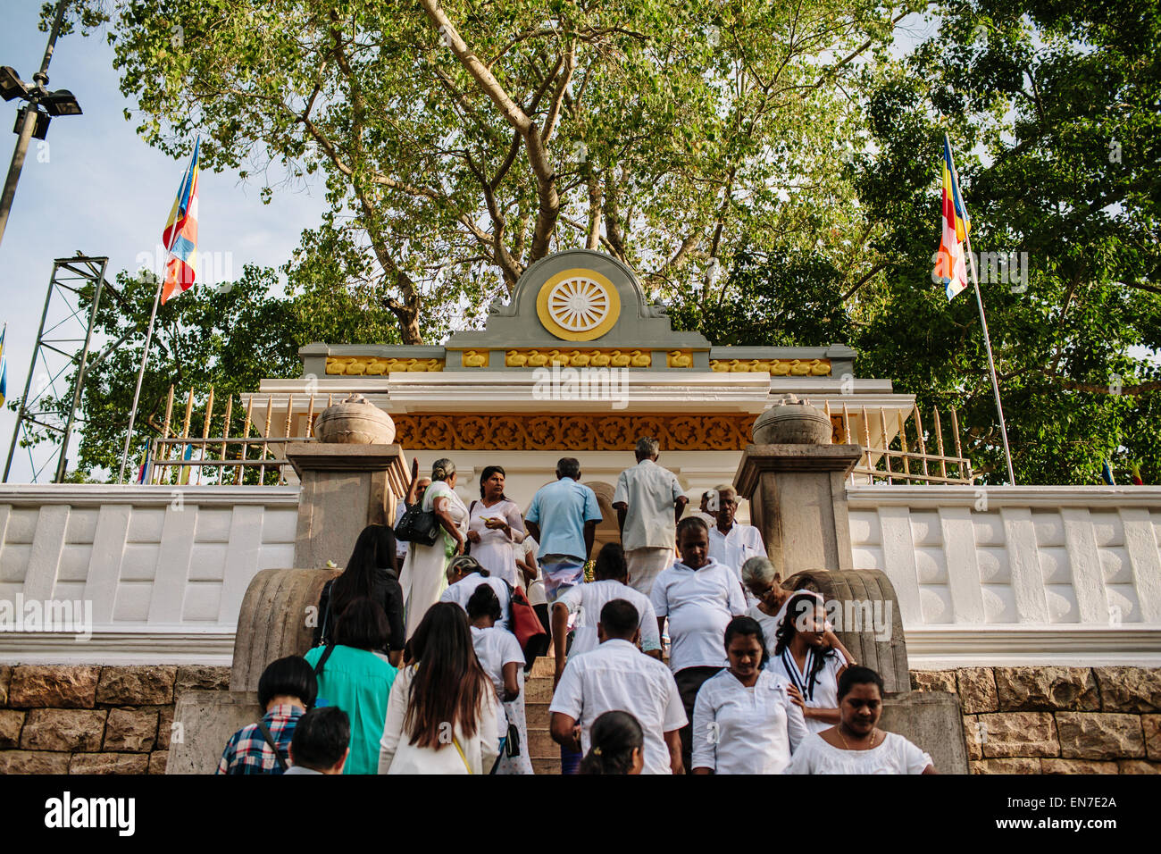 Sri Maha Bodhi, a major Buddhist religious site, in Anuradhapura, Sri ...