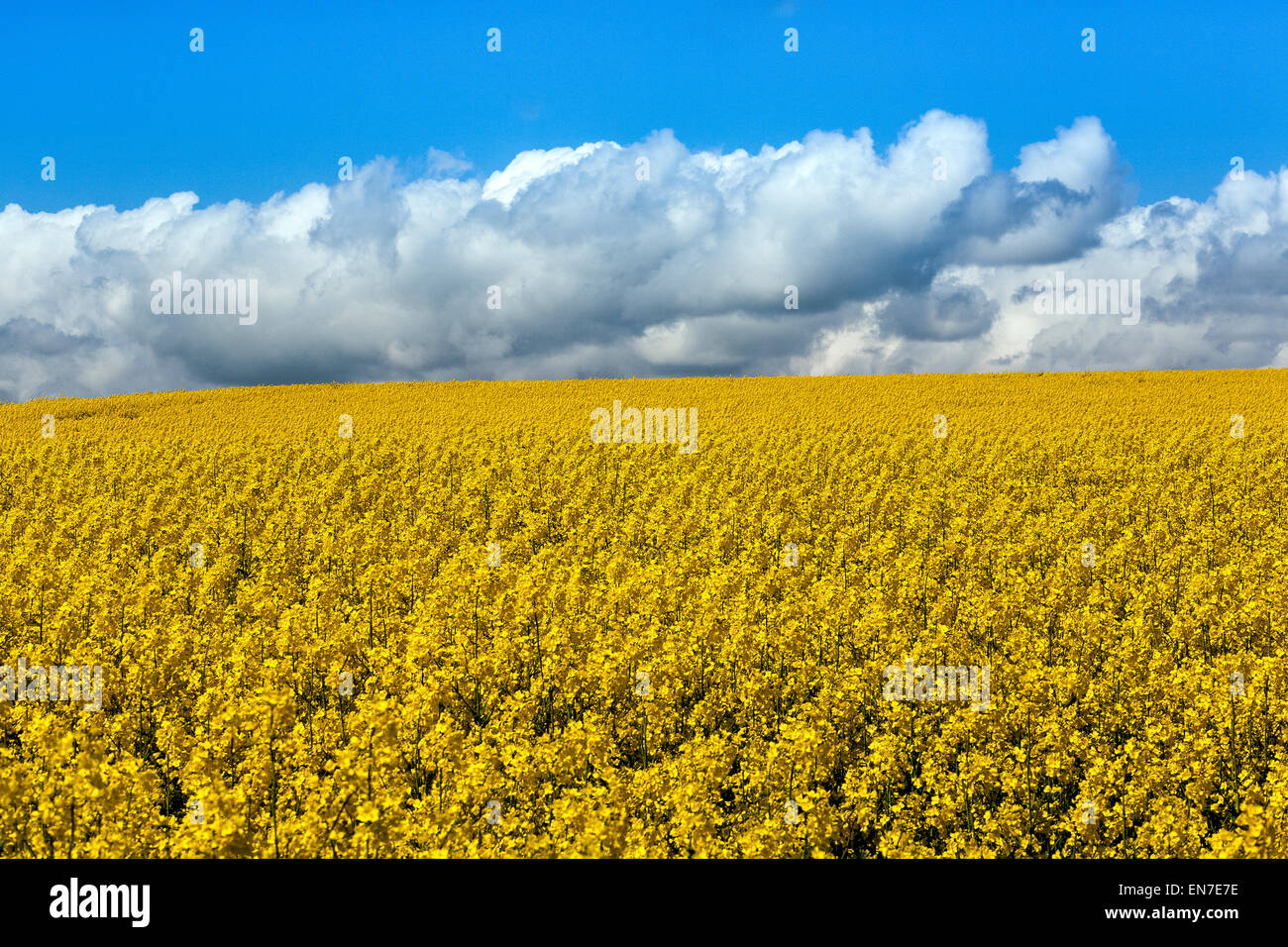 field, canola, fuel, agriculture, oilseed, farmland, flower, yellow ...