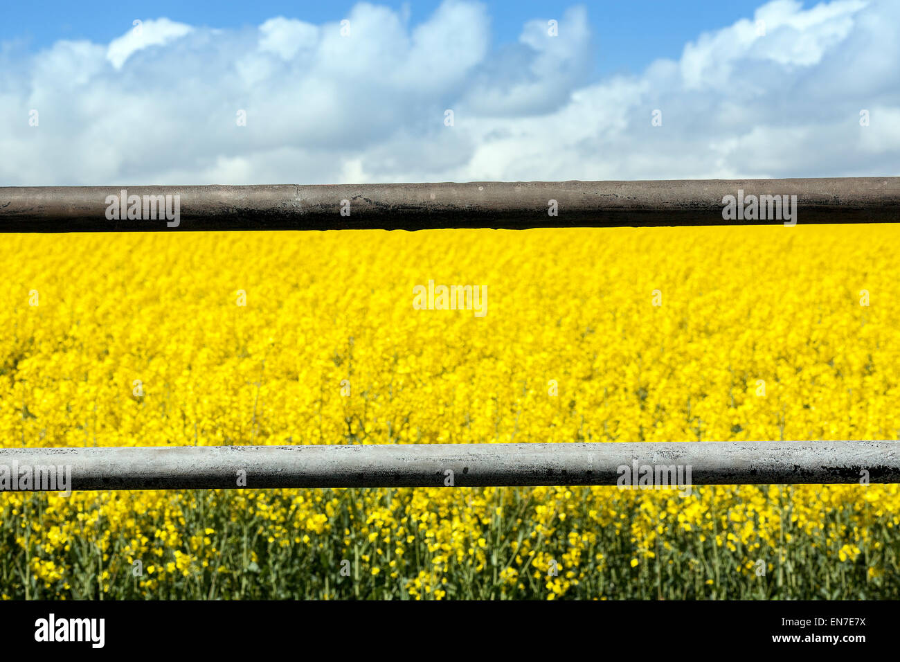 field, canola, fuel, agriculture, oilseed, farmland, flower, yellow ...