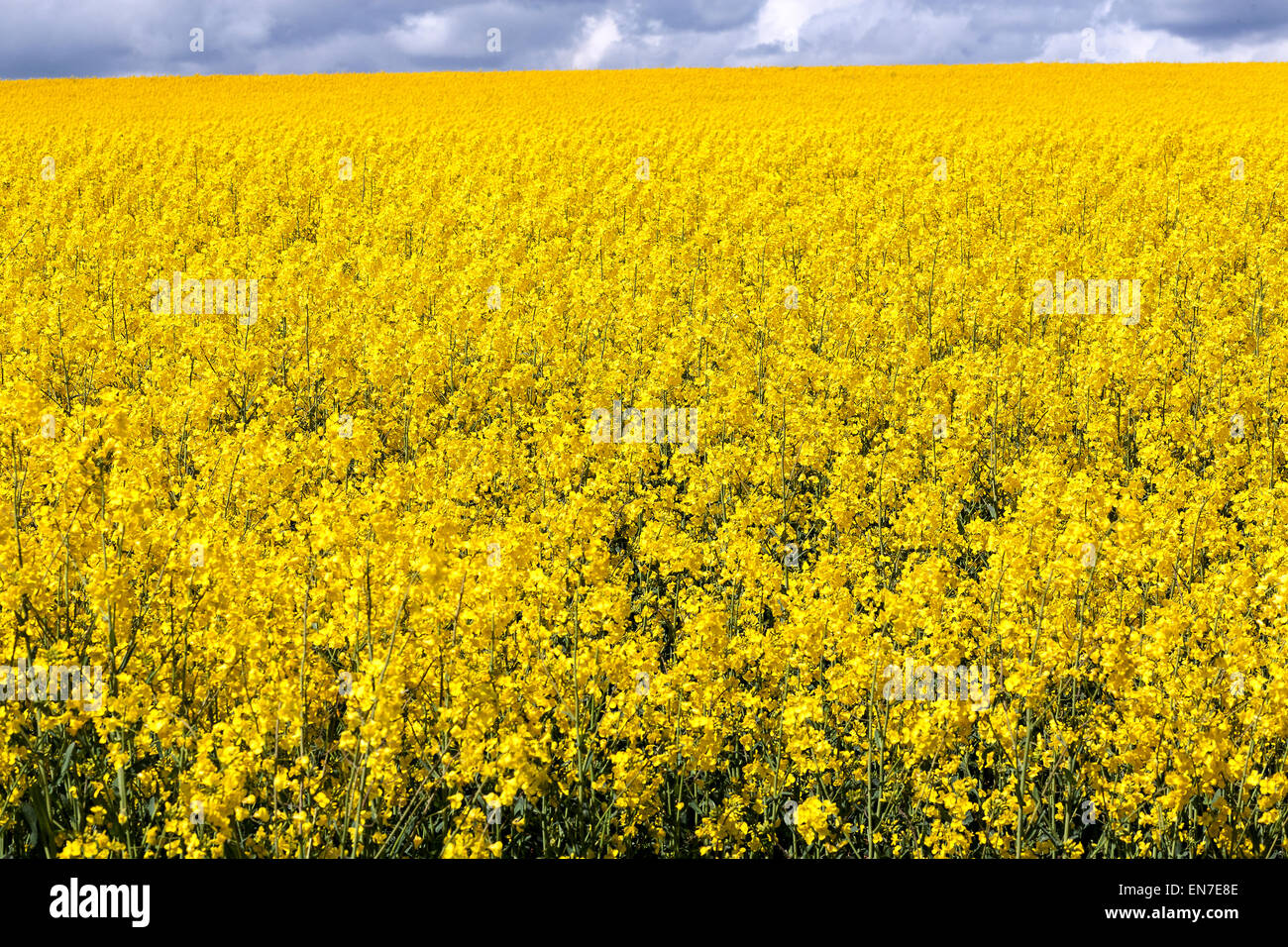 field, canola, fuel, agriculture, oilseed, farmland, flower, yellow ...